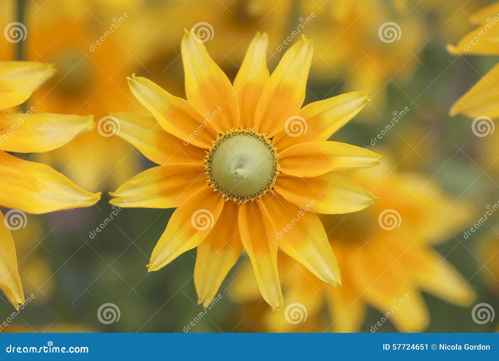 Daisy Bloom stock image. Image of garden, gardening, macro - 57724651