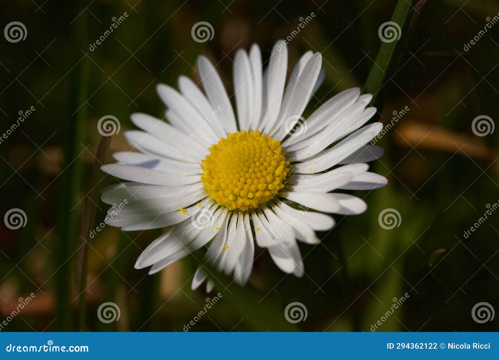 Daisy in bloom stock photo. Image of gerber, botanical - 294362122