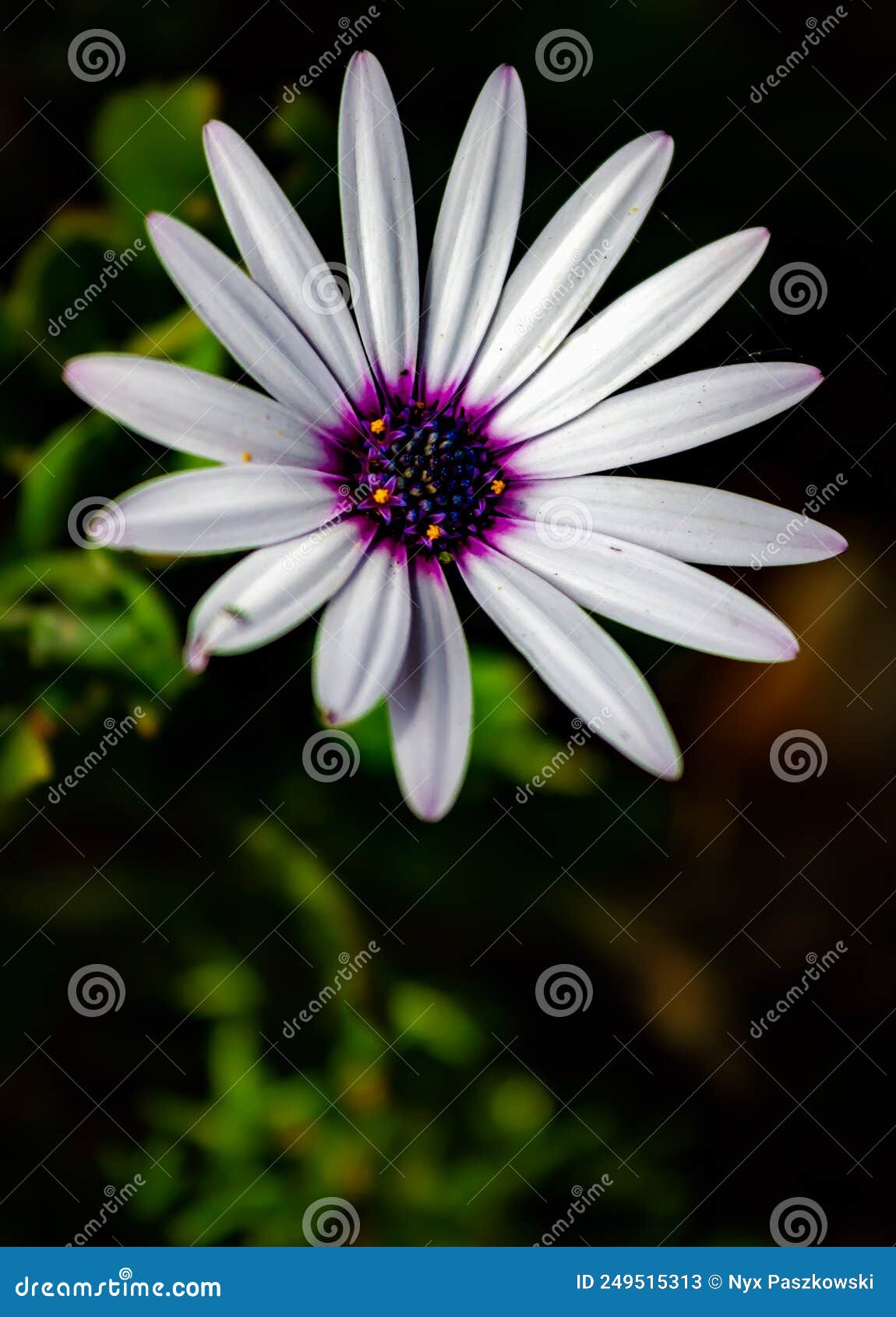 Daisy in bloom in summer stock image. Image of herb - 249515313