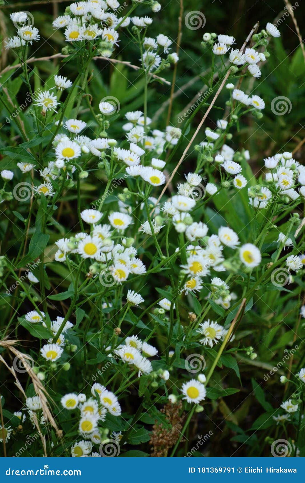 Daisy blooming in the bush stock image. Image of leaf - 181369791