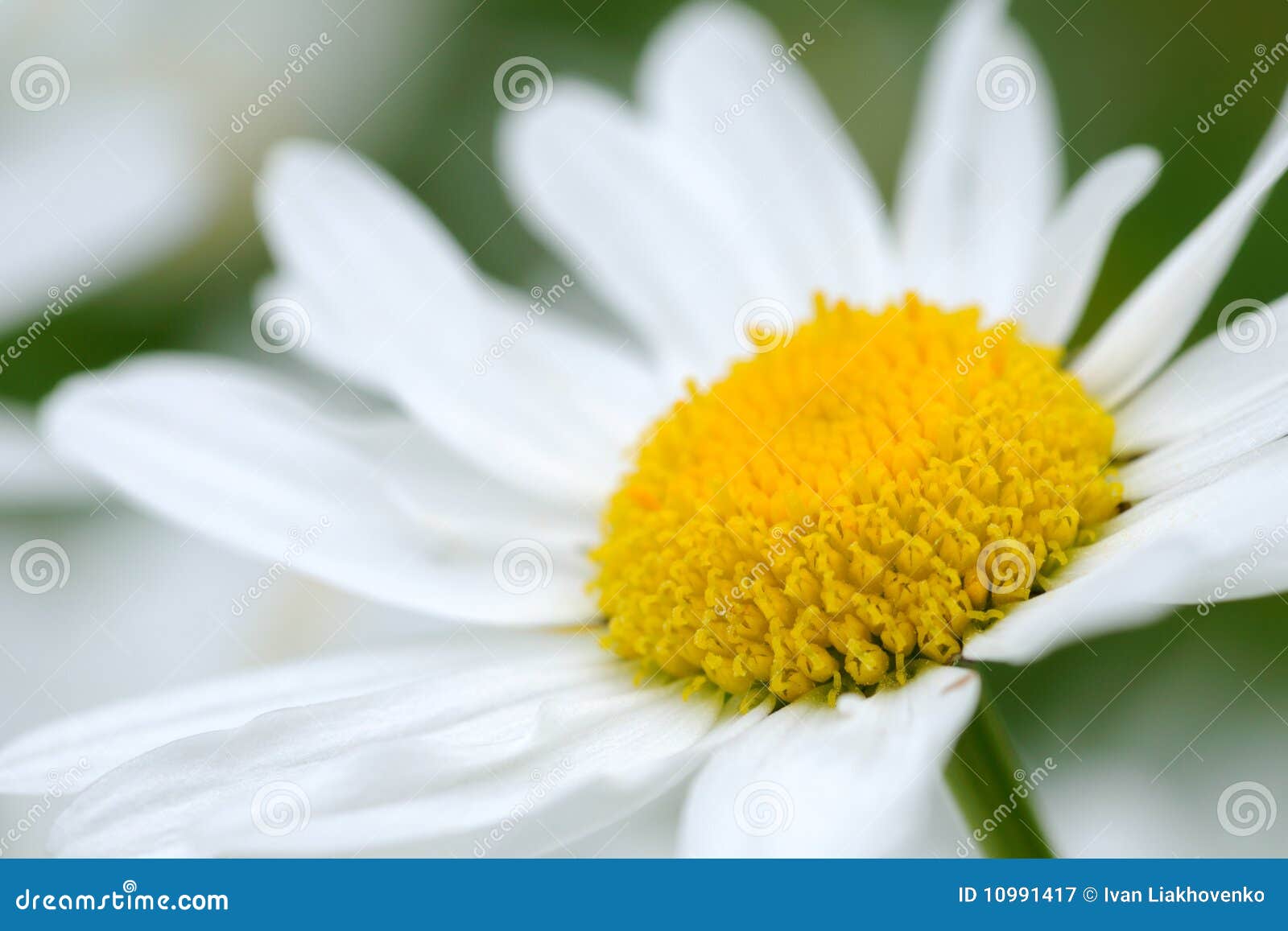 Daisy blossom closeup stock image. Image of daisy, yellow - 10991417