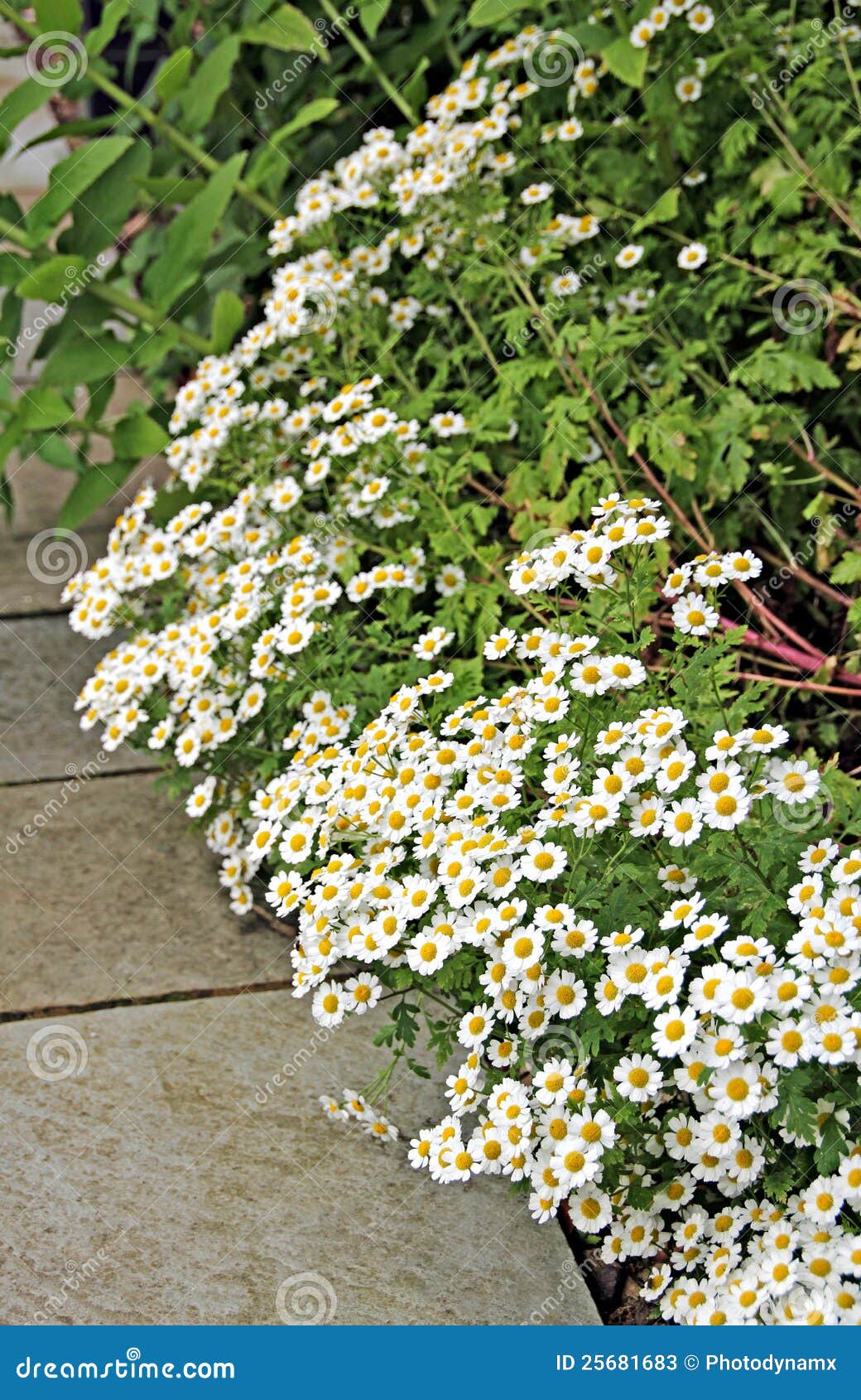 Daisy border stock image. Image of daisy, plants, flower - 25681683