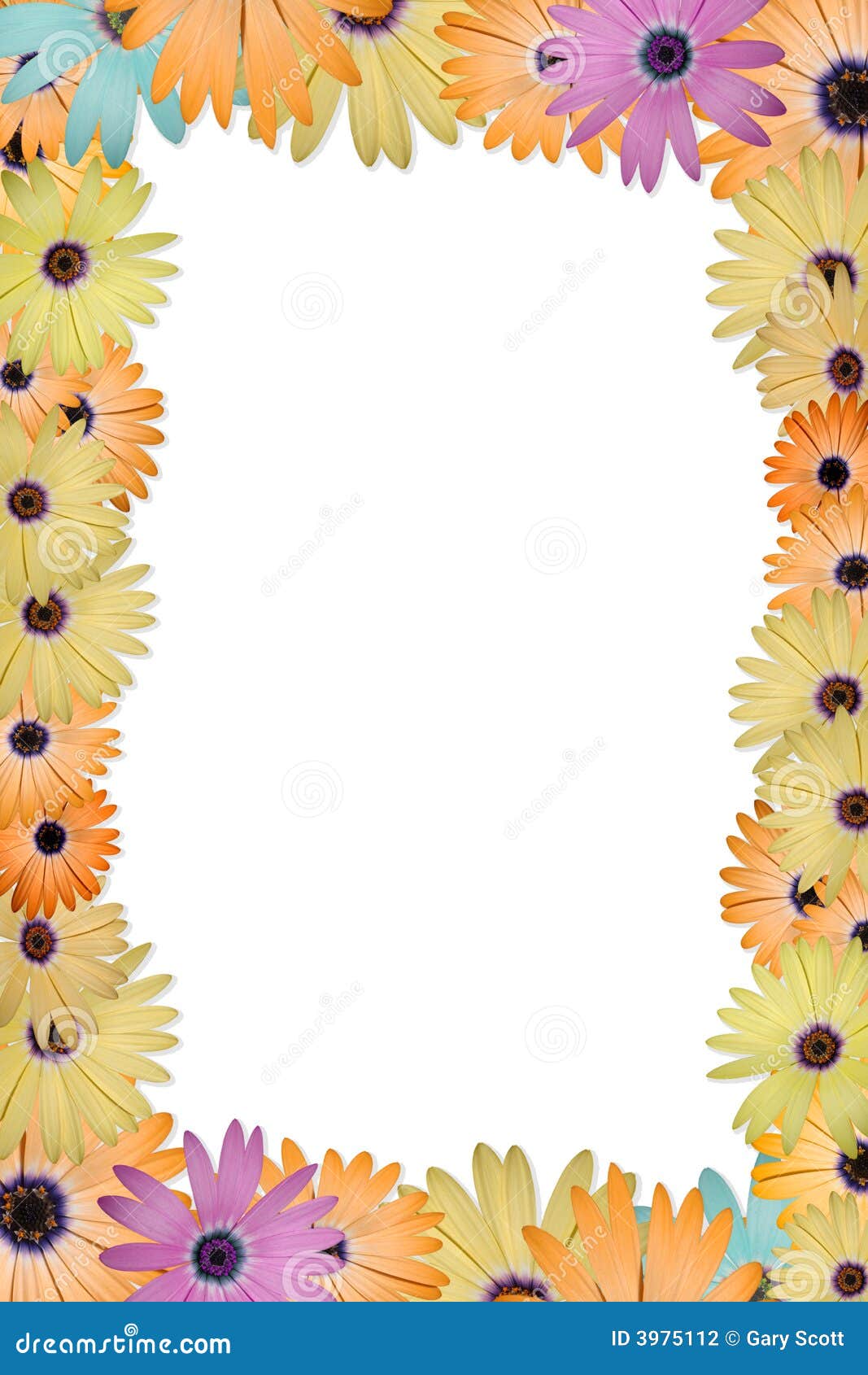 Daisy Border stock photo. Image of spring, fresh, greenhouse - 3975112