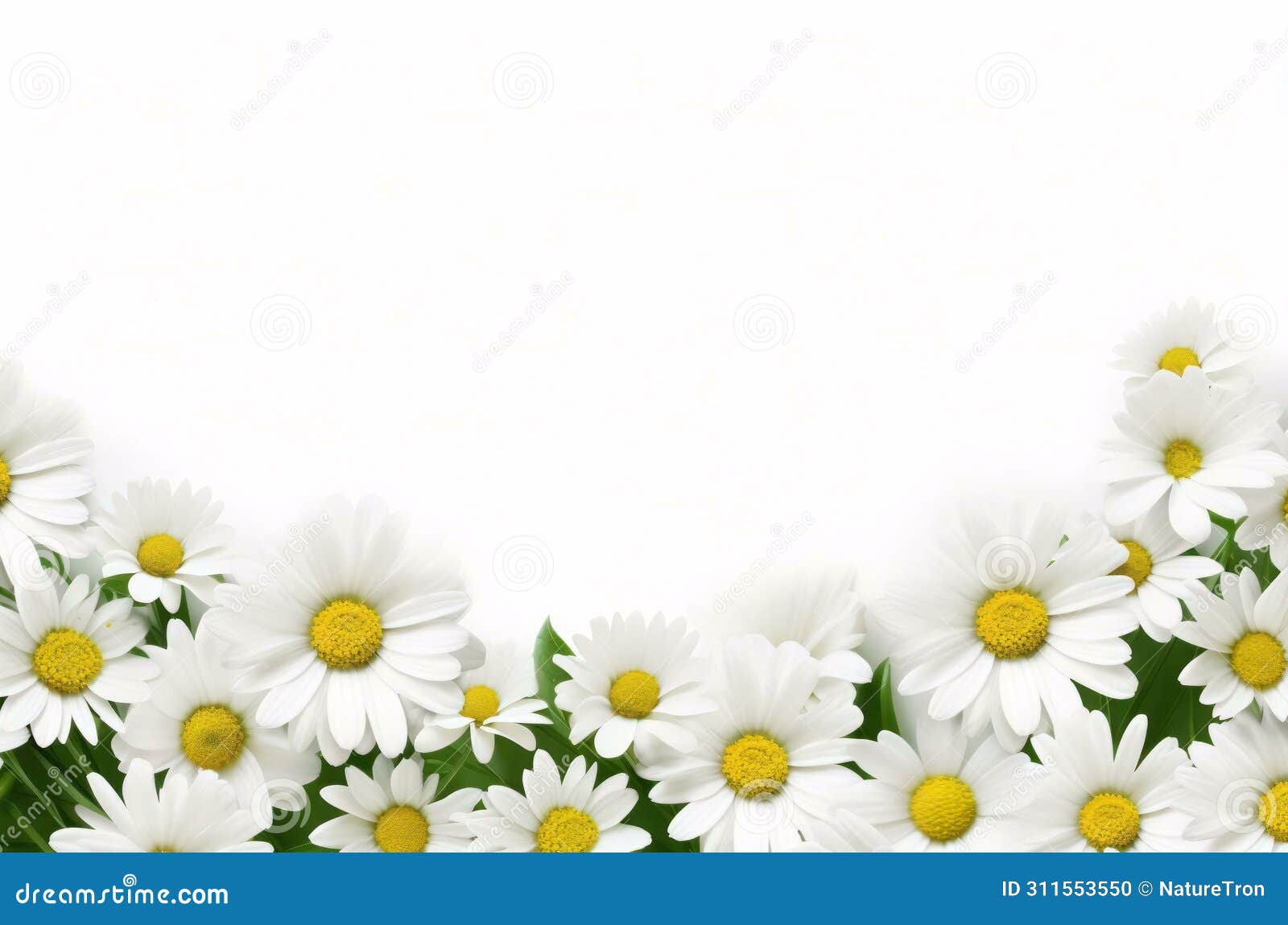 Daisy Border Frame Flowers Border Frame of Daisies Stock Illustration ...