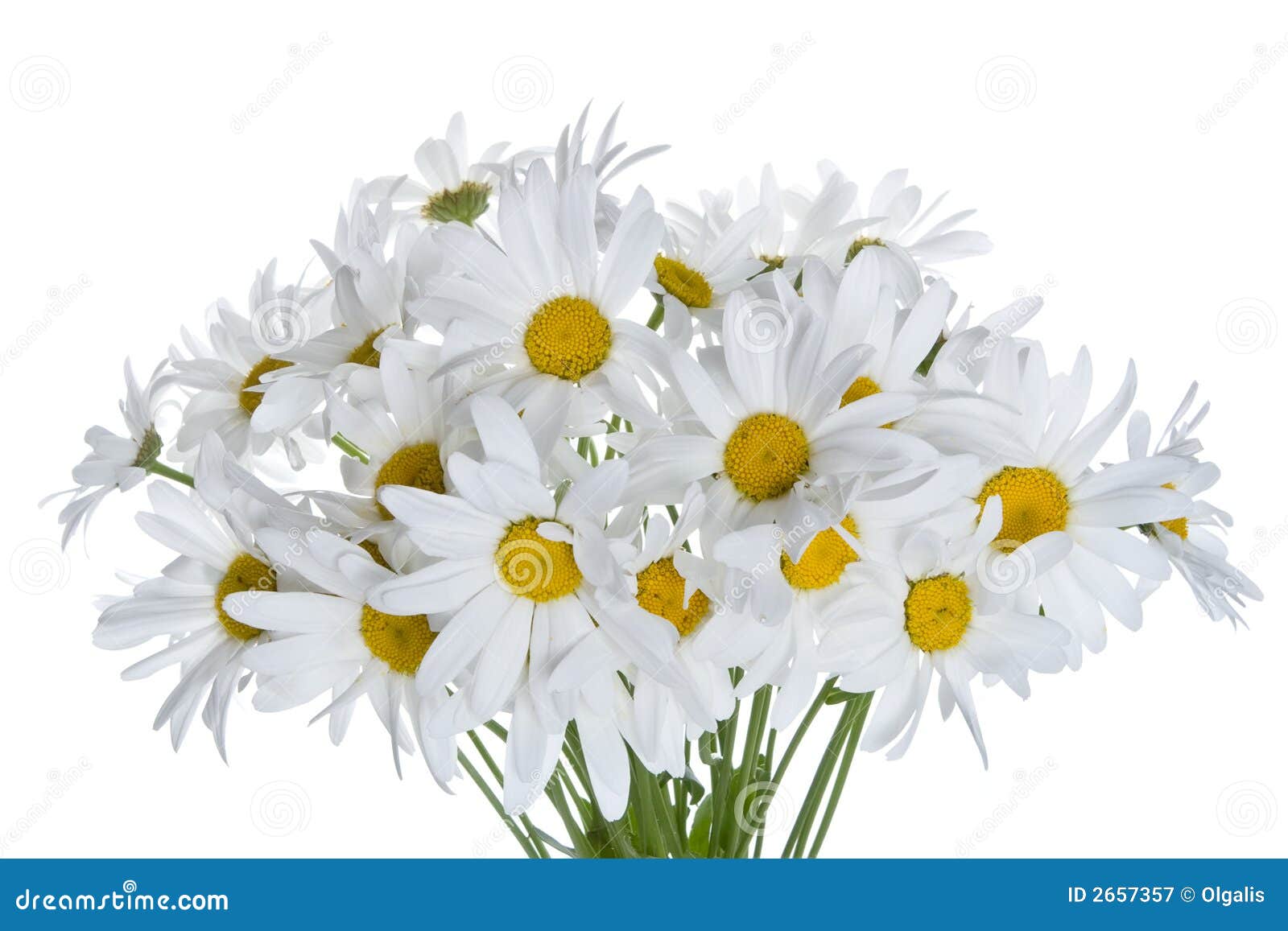Daisy bouquet stock image. Image of daisy, bloom, flora - 2657357