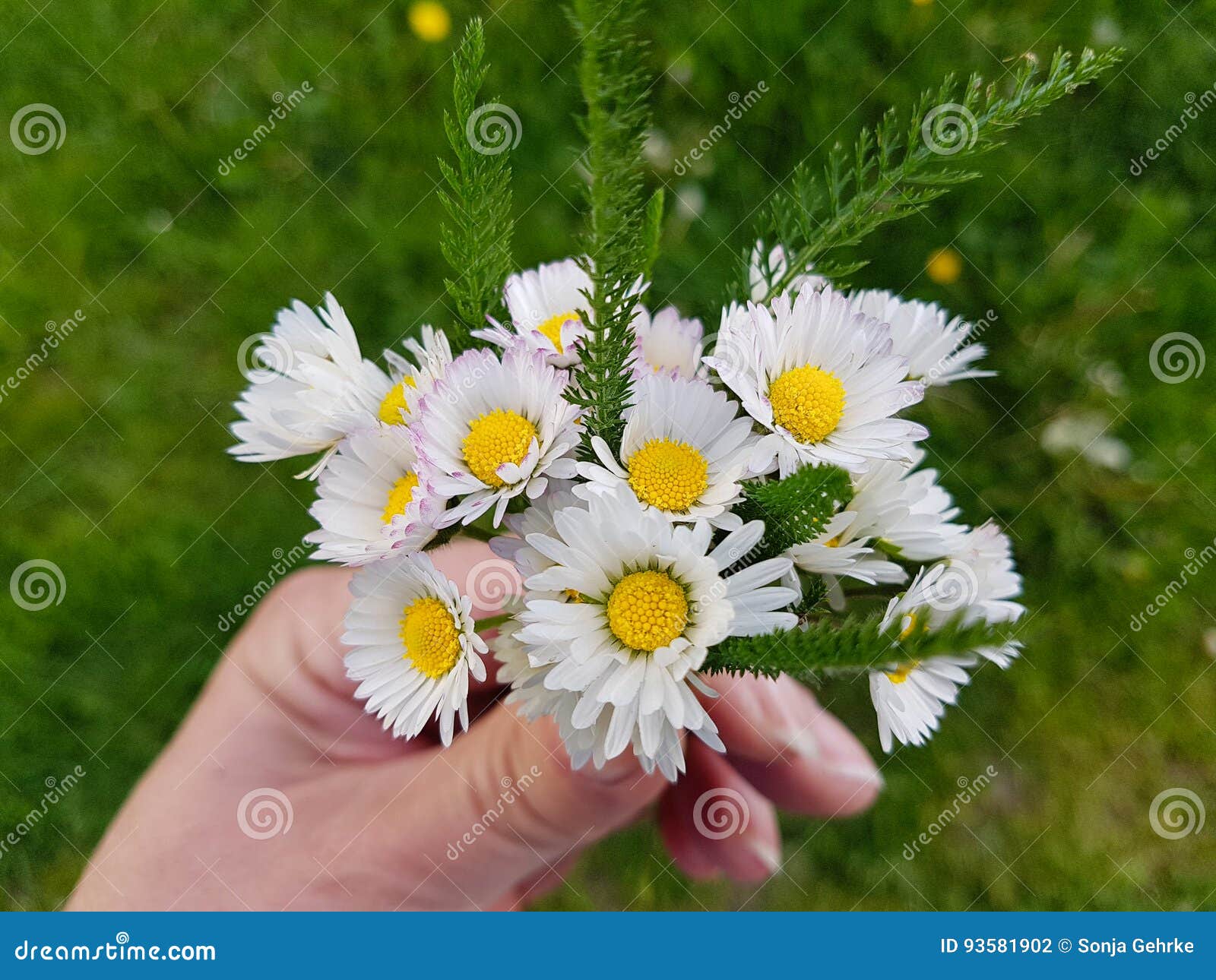 Daisy stock photo. Image of bouquet, nature, mother, congratulations ...