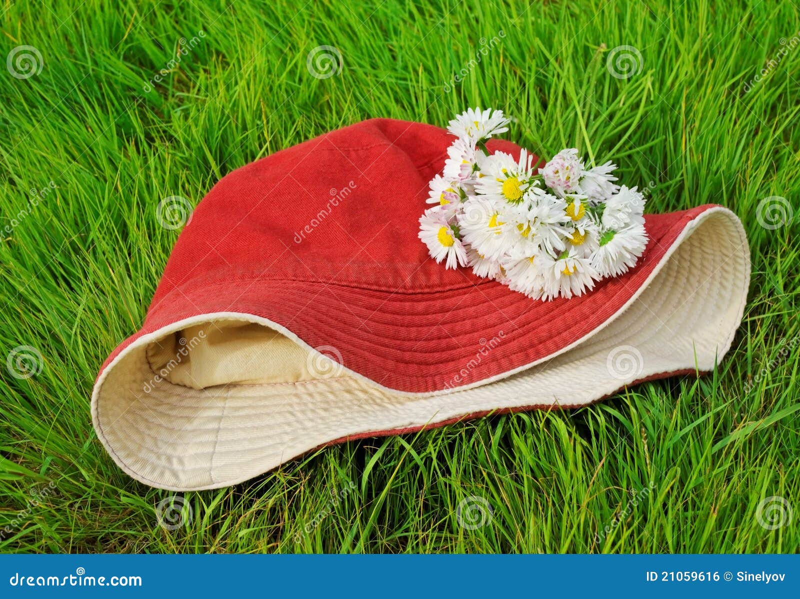 Daisy bouquet on red hat stock photo. Image of clothes - 21059616