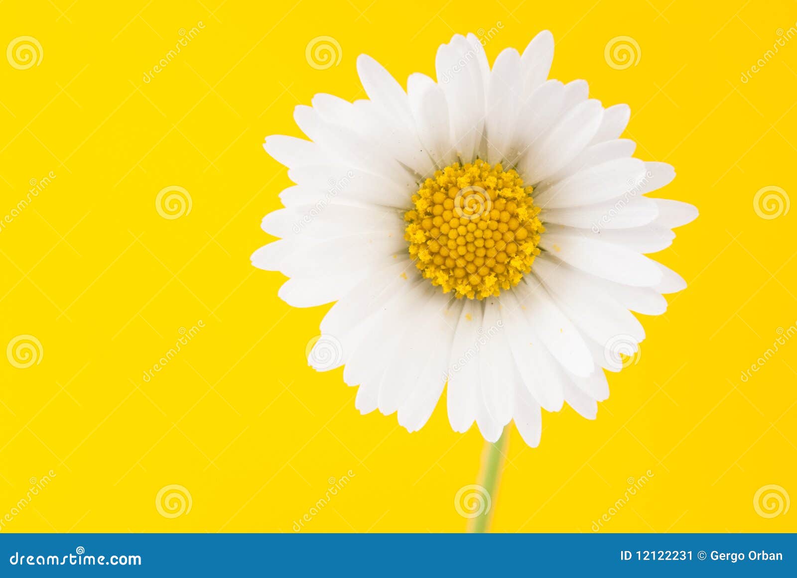 Daisy on a Bright Yellow Background Stock Image - Image of spring ...