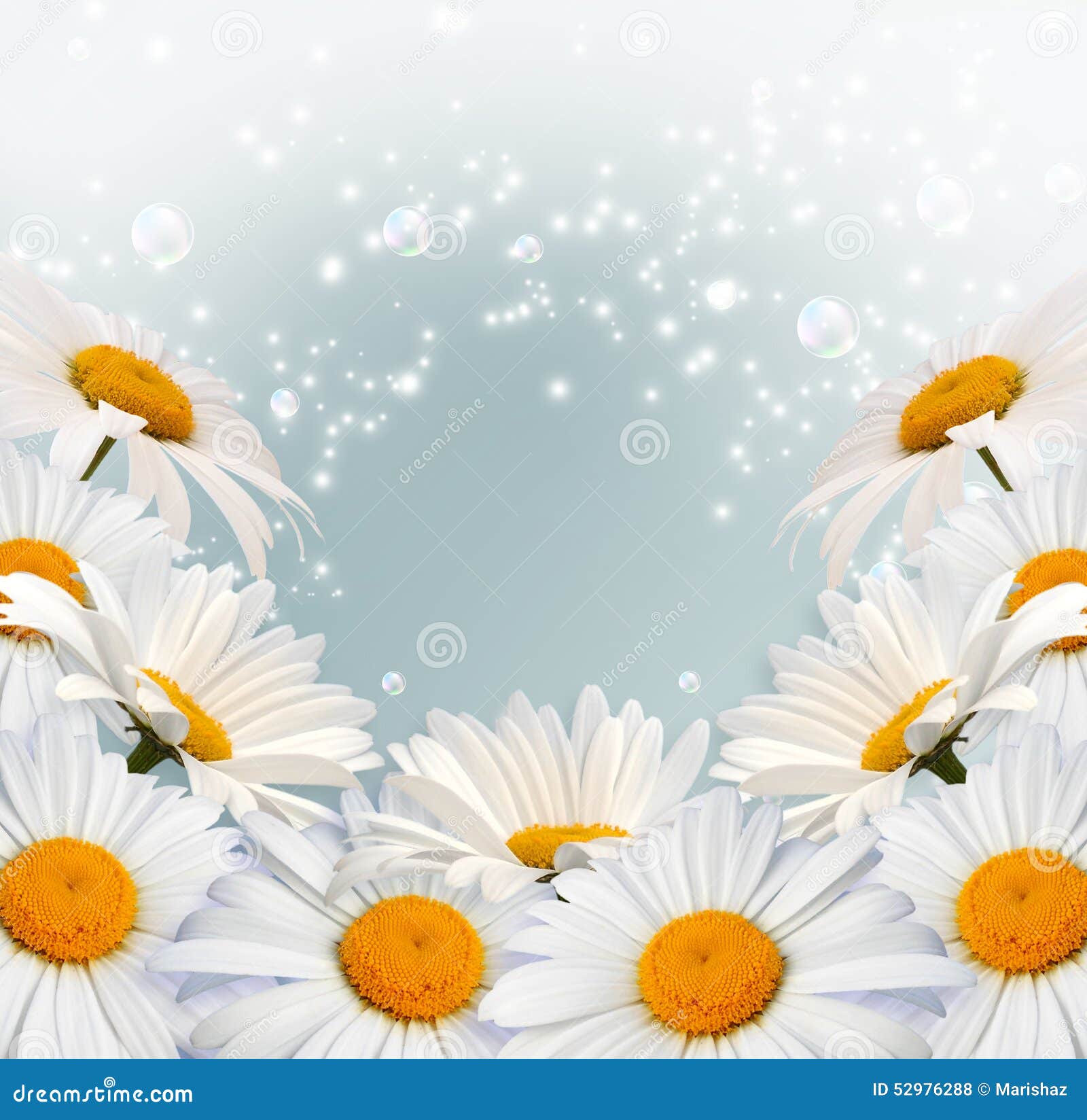 Daisy and bubbles stock photo. Image of card, nature - 52976288
