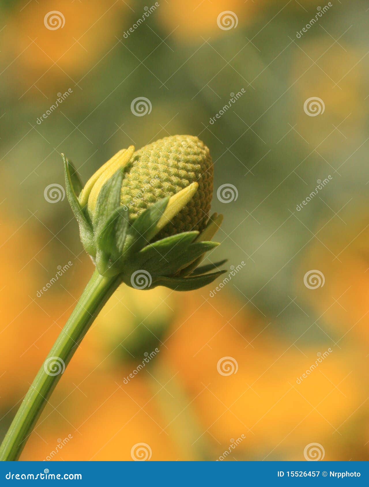 Daisy Bud stock image. Image of macro, petal, yellow - 15526457