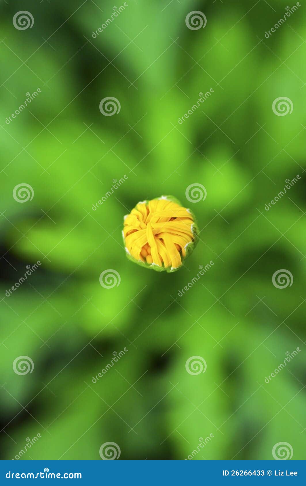Daisy bud against green stock image. Image of bloom, colorful - 26266433
