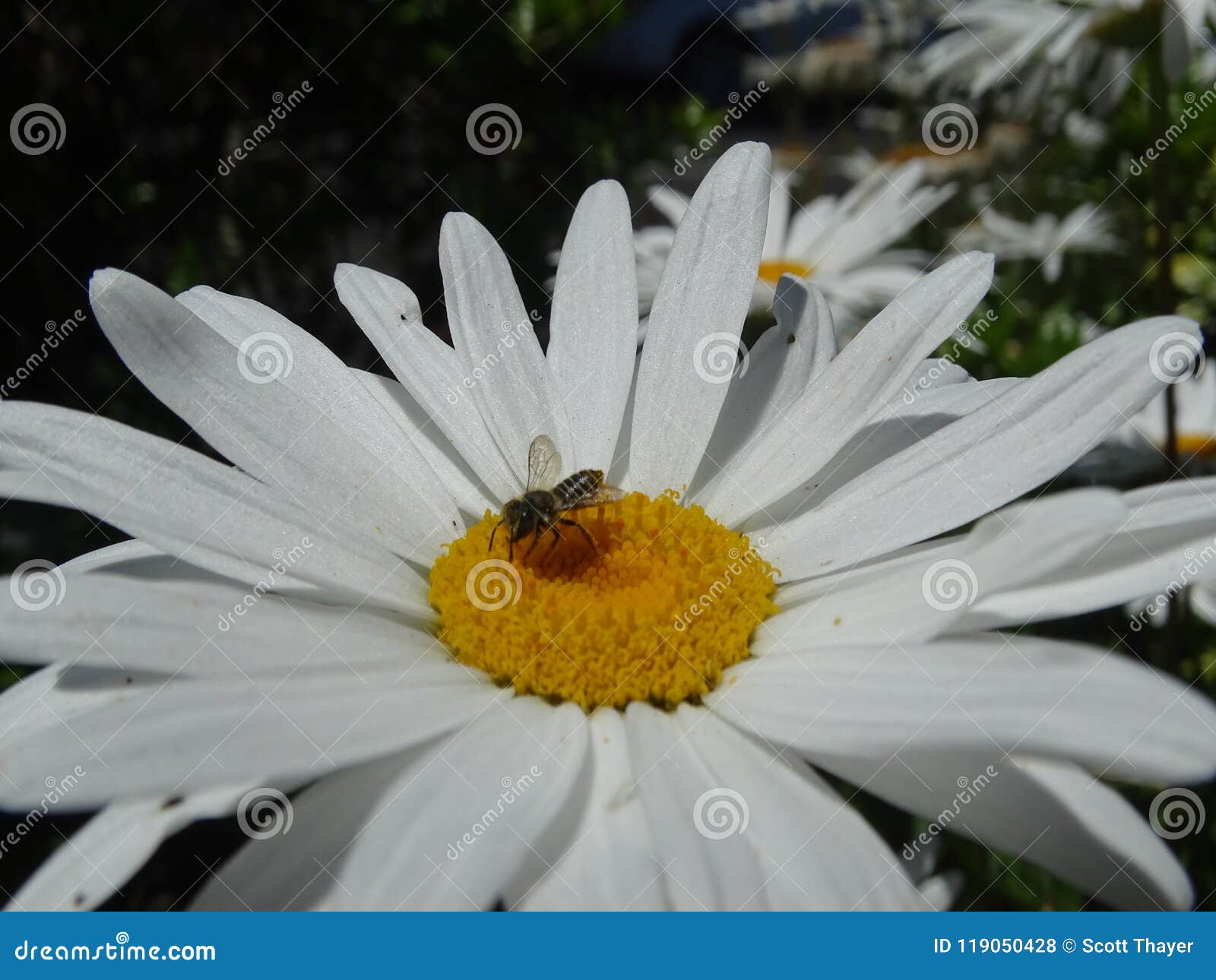 Daisy with bug stock photo. Image of plant, daisy, flower - 119050428