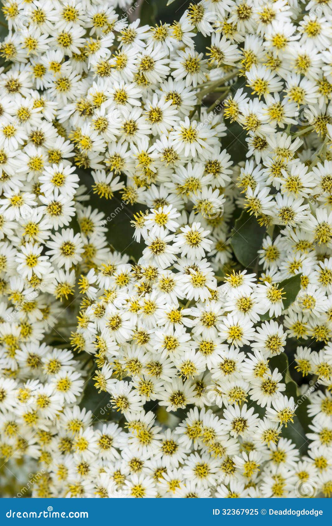 Daisy Bush Background Texture Image stock - Image du texture ...