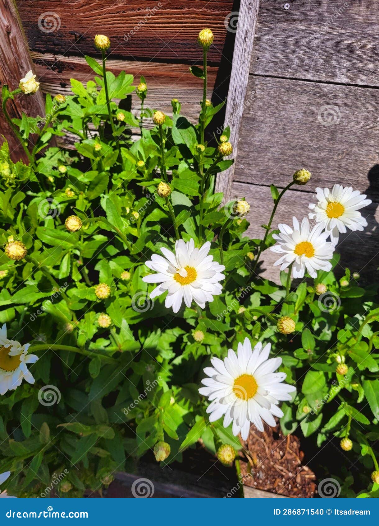 Daisy bush during spring stock photo. Image of green - 286871540