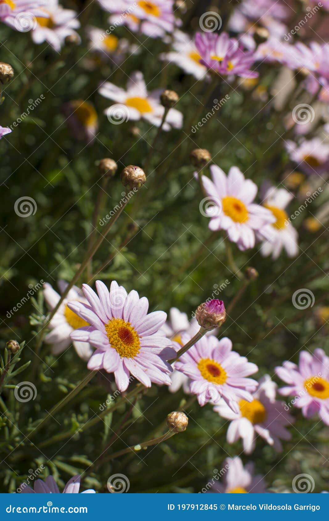 Daisy Buttons Opening in Spring. Stock Image - Image of purity, spring ...