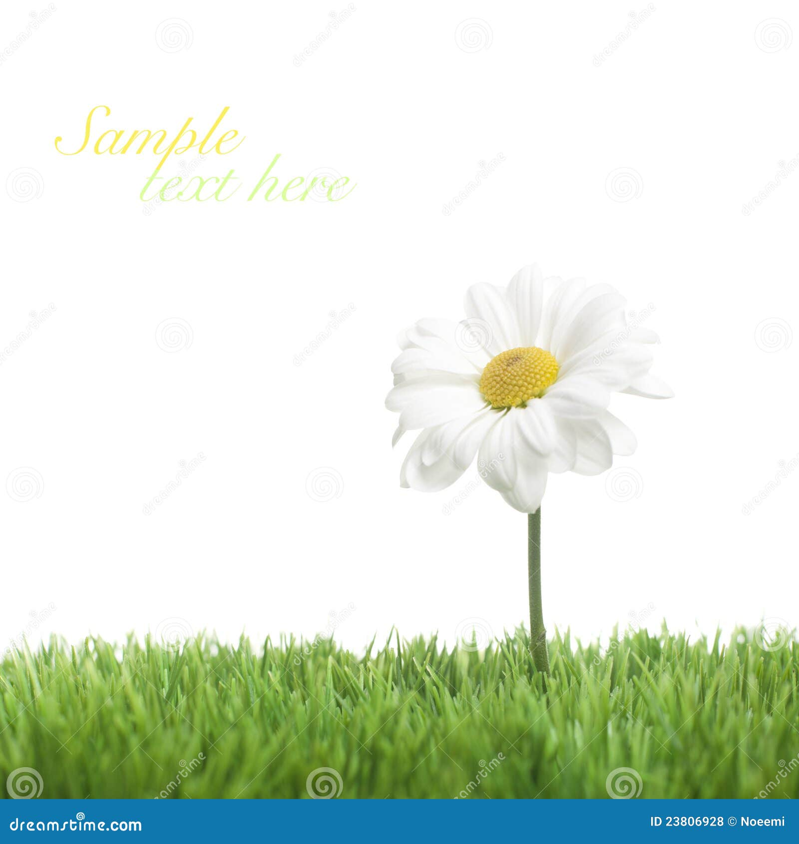 Daisy card stock photo. Image of design, card, nature - 23806928