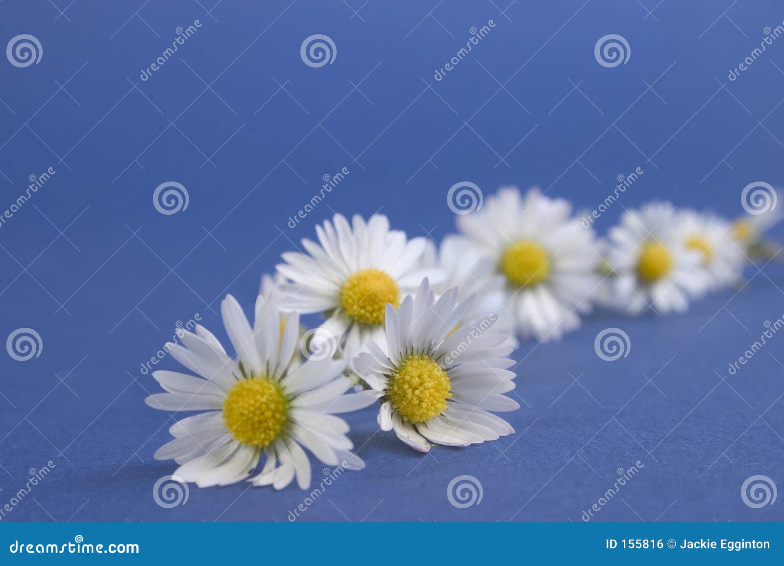 Daisy Chain stock photo. Image of daisy, flowerheads, petals - 155816