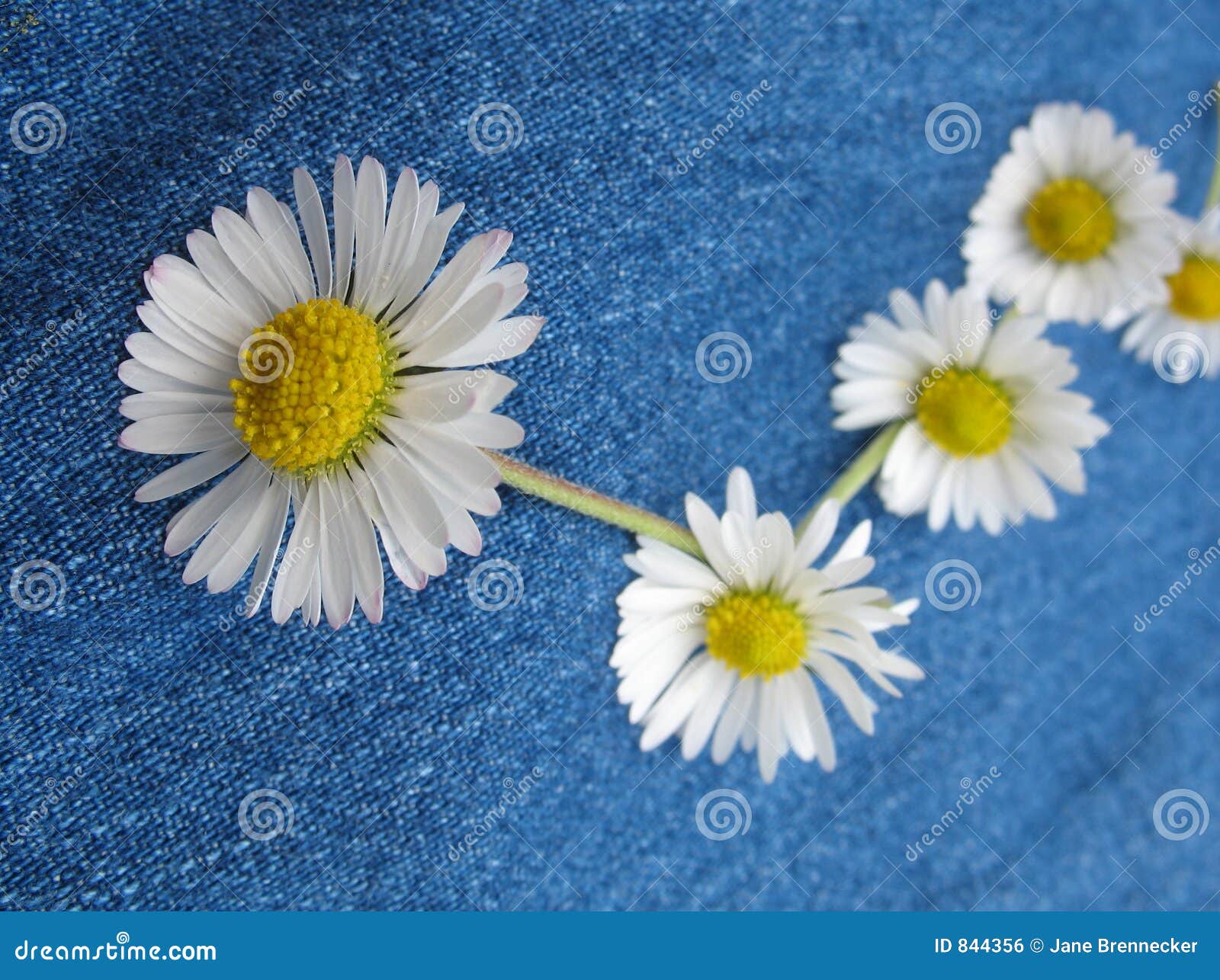 Daisy chain stock photo. Image of yellow, flower, daisies - 844356