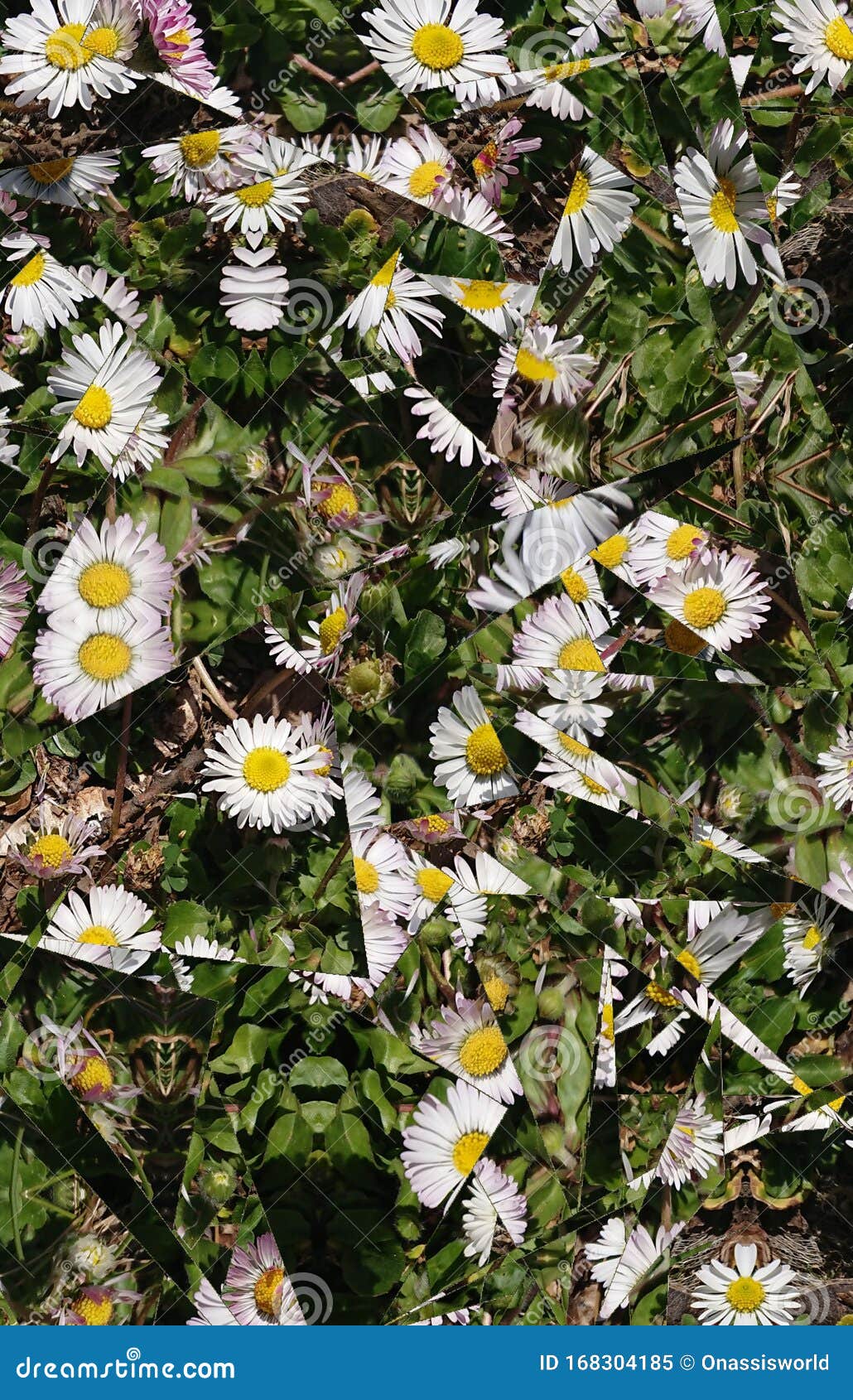 Daisy Chain Flowers Abstract Background Stock Afbeelding - Image of ...