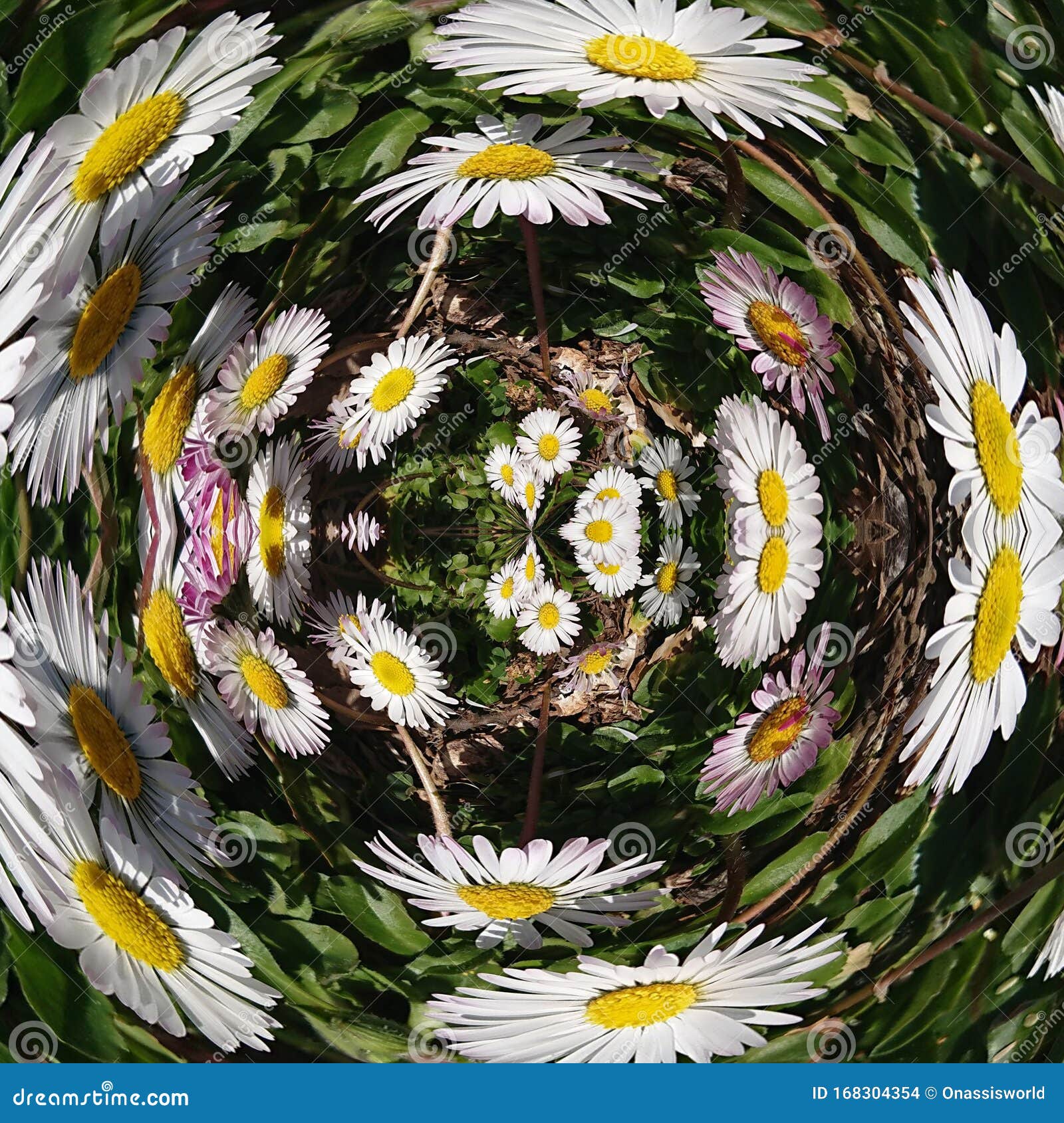 Daisy Chain Flowers Abstract Background Stock Foto - Image of ...