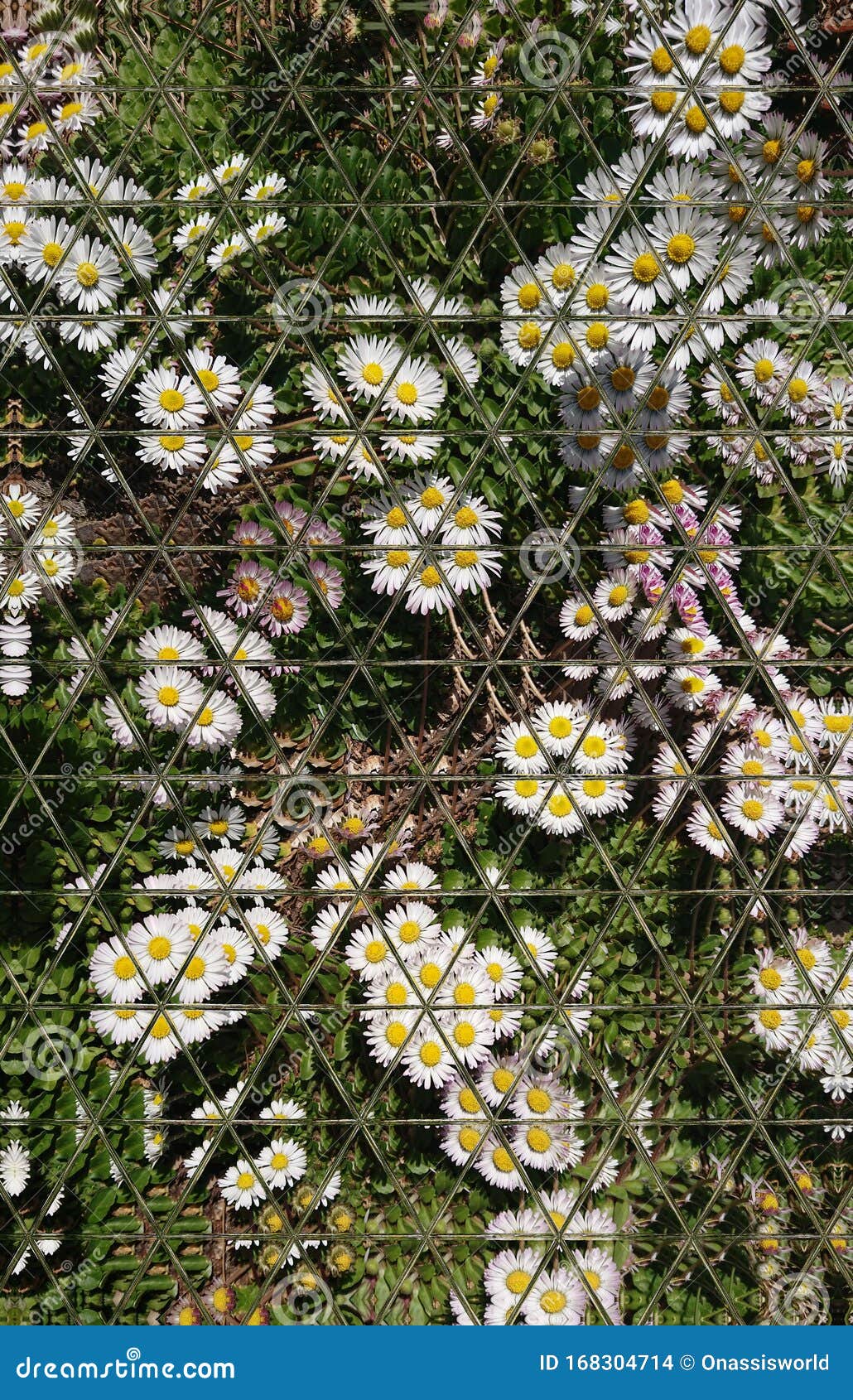 Daisy Chain Flowers Abstract Background Stock Foto - Image of grijs ...