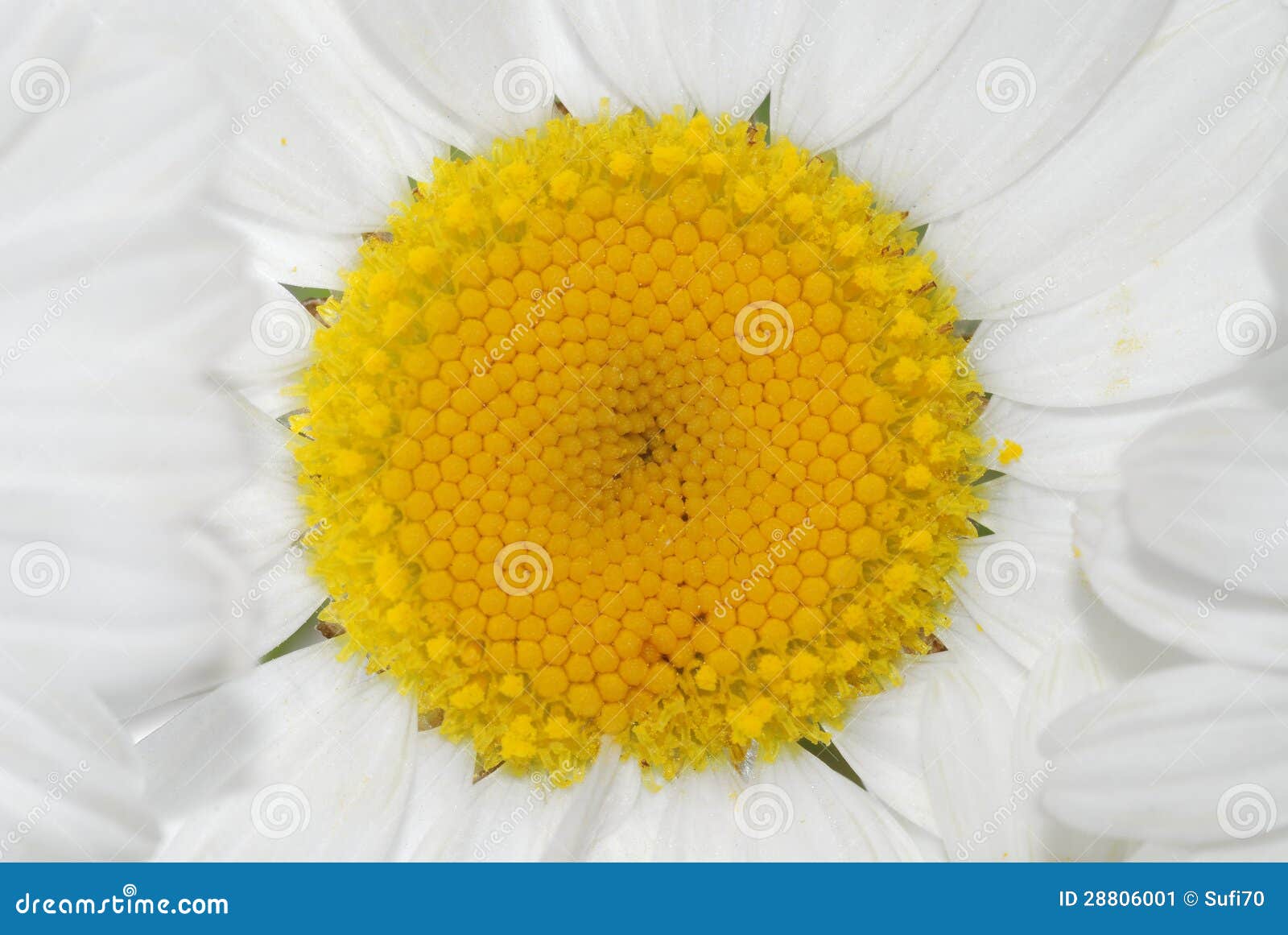 Daisy Close Up stock image. Image of spring, marguerite - 28806001