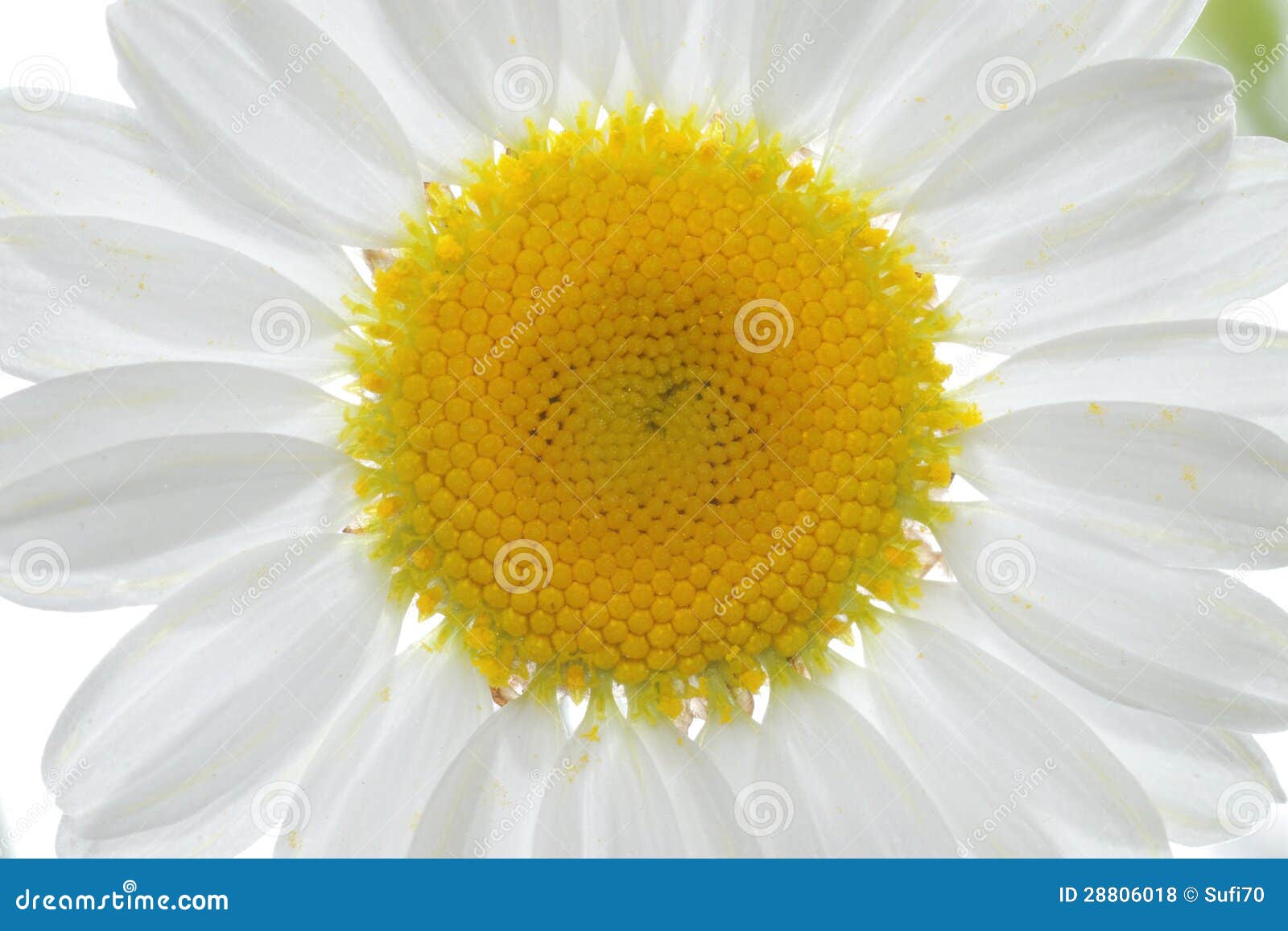 Daisy Close Up stock photo. Image of closeup, marguerite - 28806018