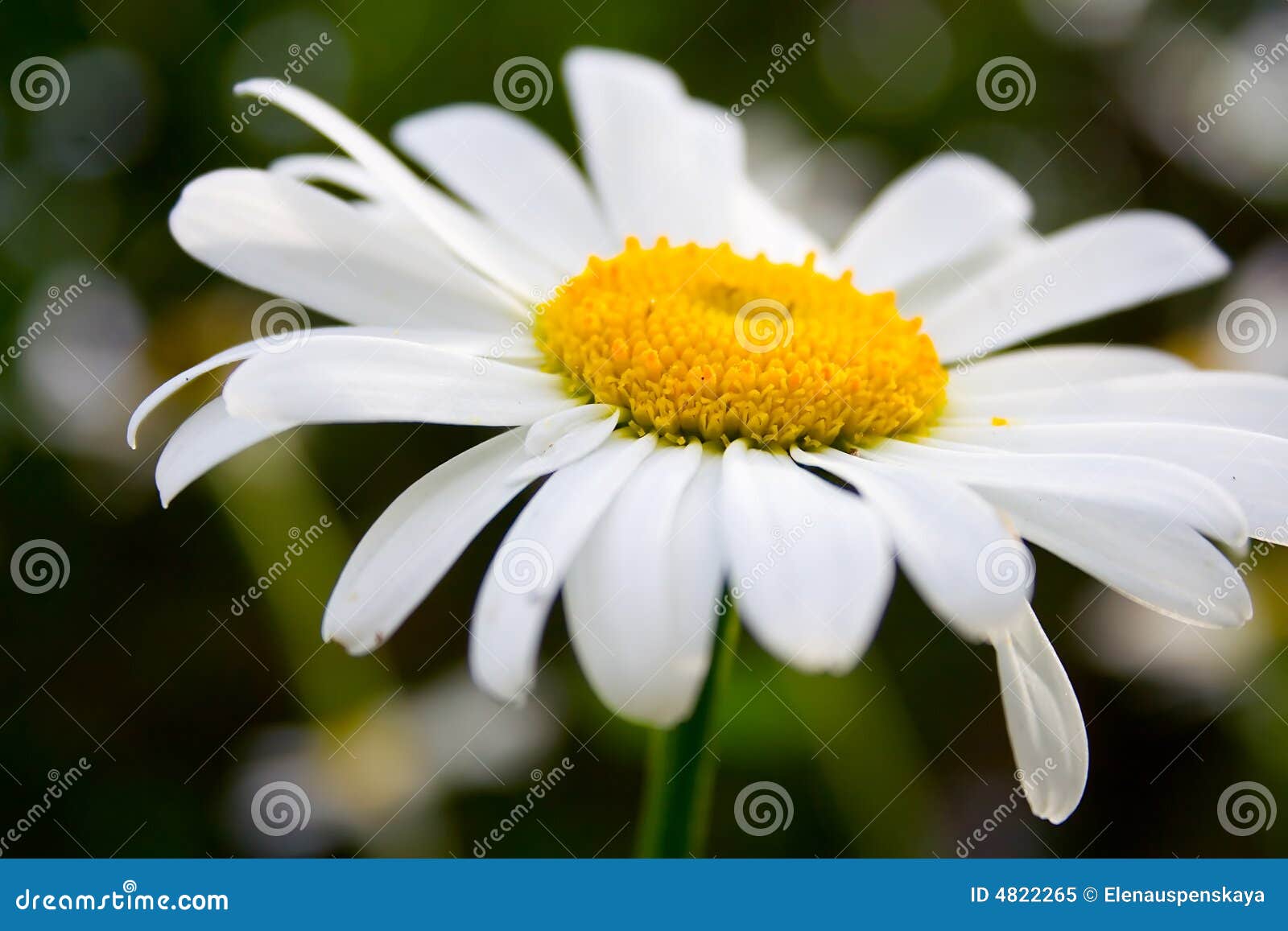 Daisy close-up stock image. Image of petal, spring, summer - 4822265