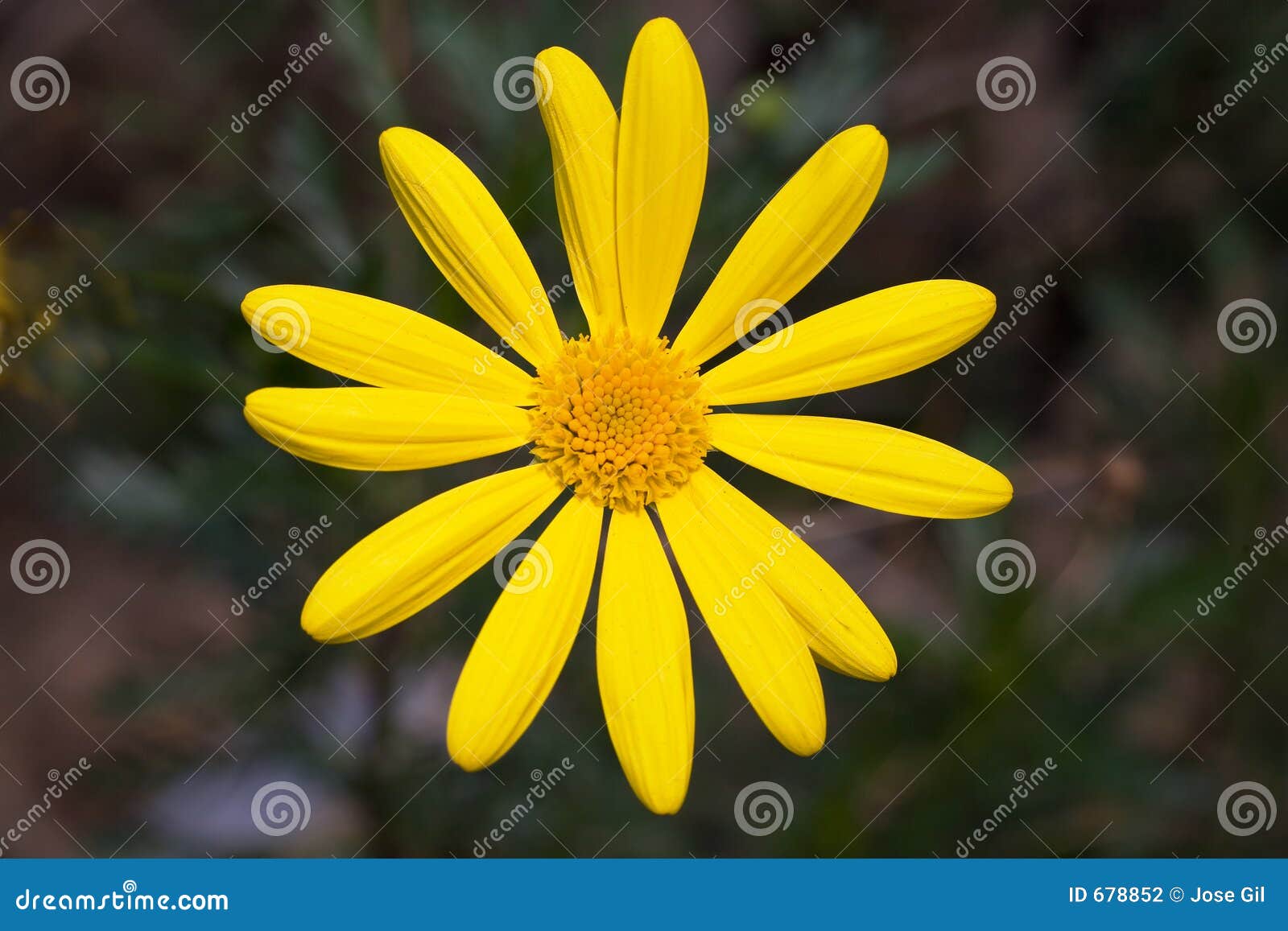 Daisy Close Up stock photo. Image of bunch, fertile, flower - 678852
