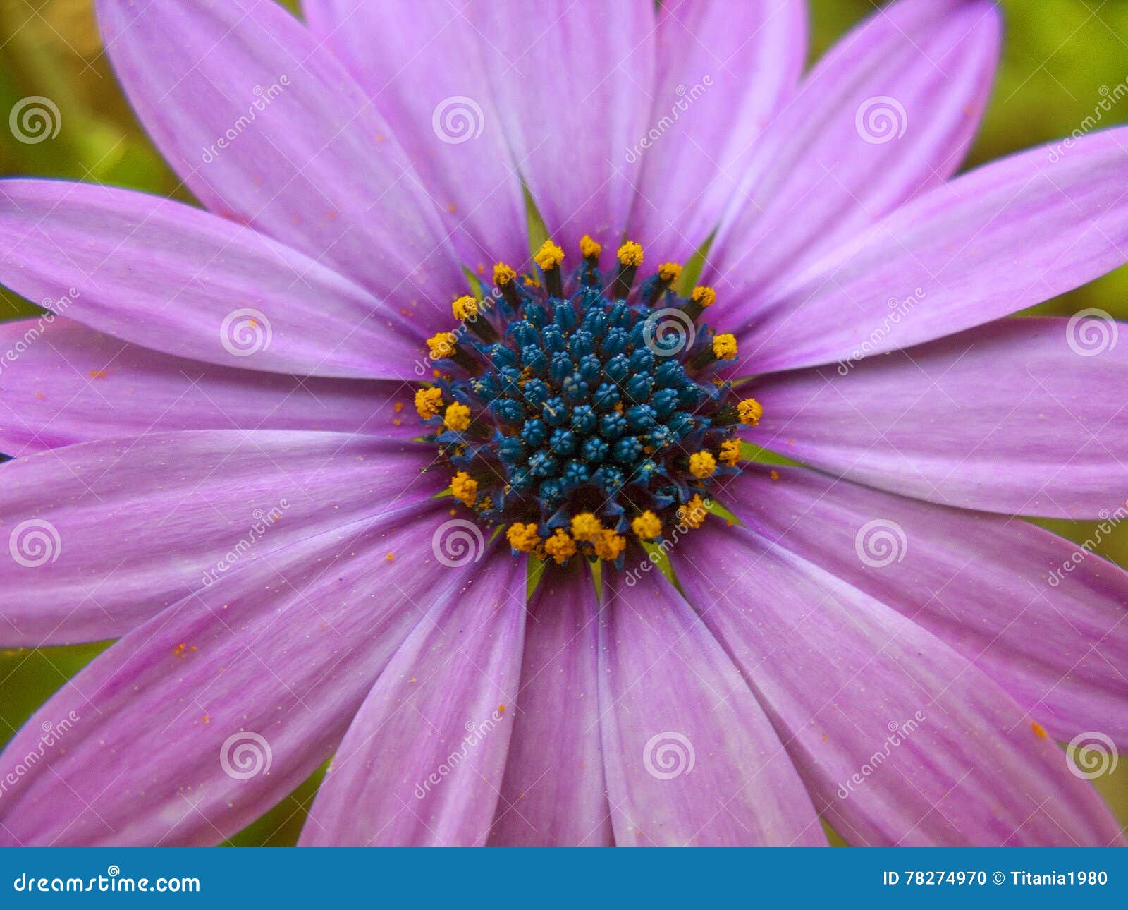 Daisy close up stock photo. Image of nature, blossoms - 78274970