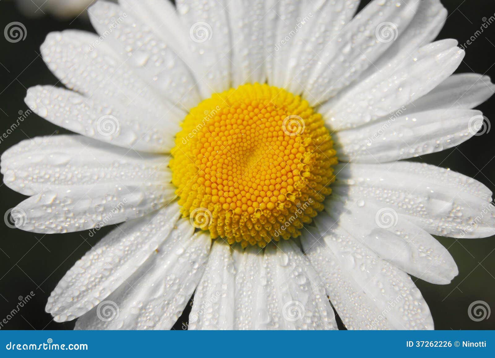 Daisy close up stock photo. Image of drops, petals, environment - 37262226