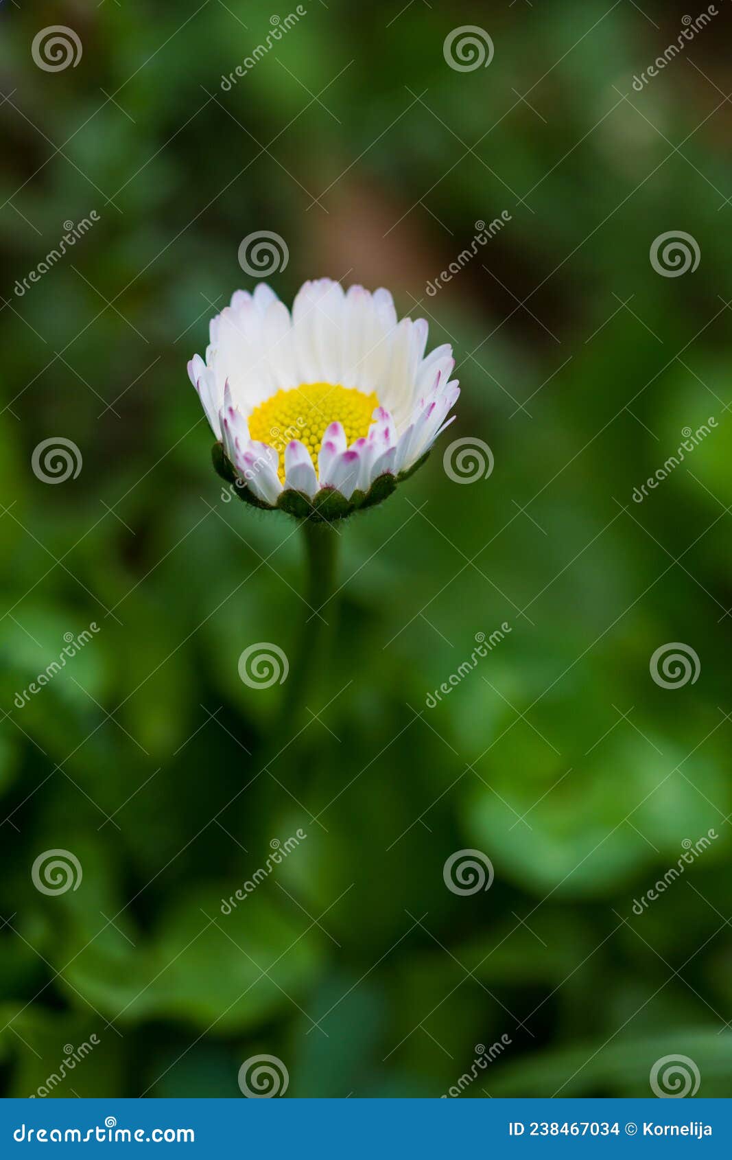 Daisy flower close-up stock photo. Image of background - 238467034