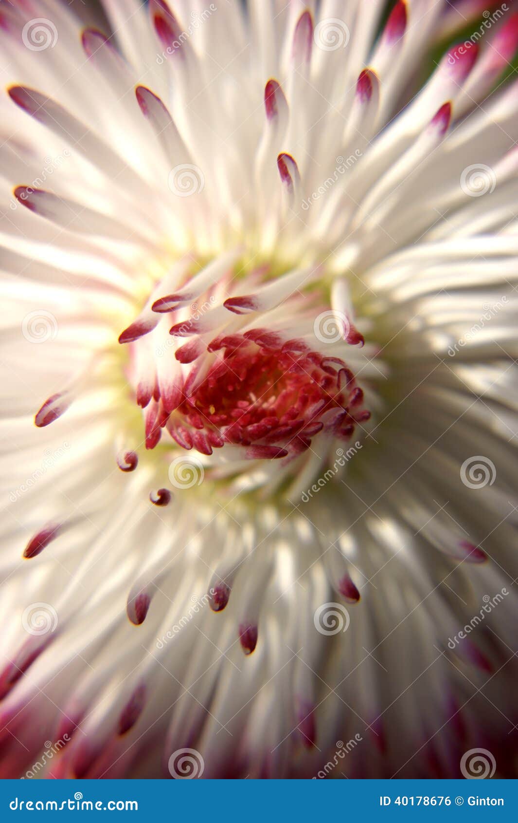 Daisy Close-up stock photo. Image of white, bloom, birds - 40178676