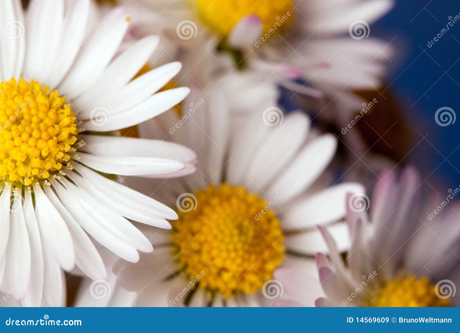 Daisy closeup stock image. Image of beauty, closeup, background - 14569609