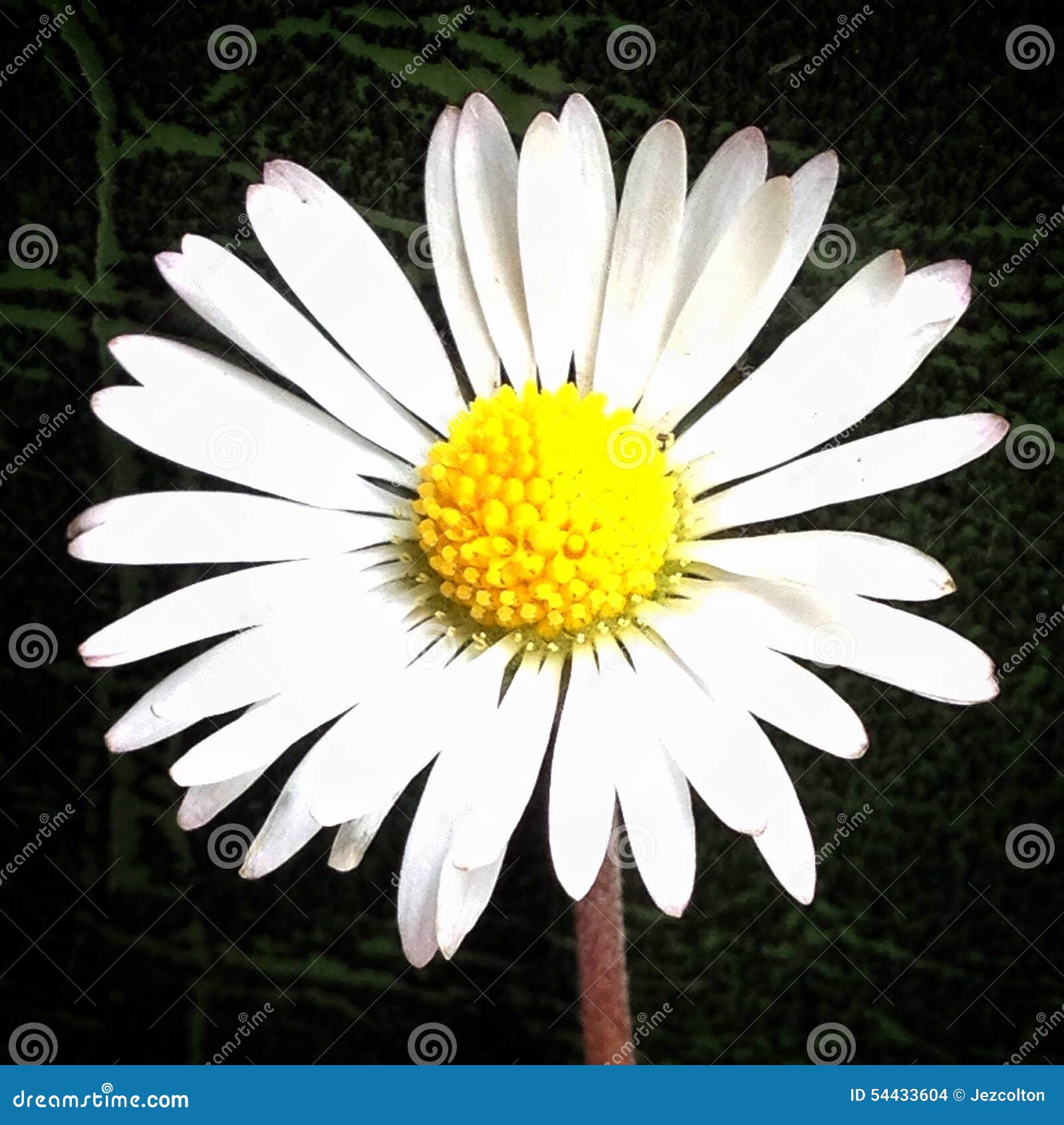 Daisy stock photo. Image of single, closeup, pest, flower - 54433604