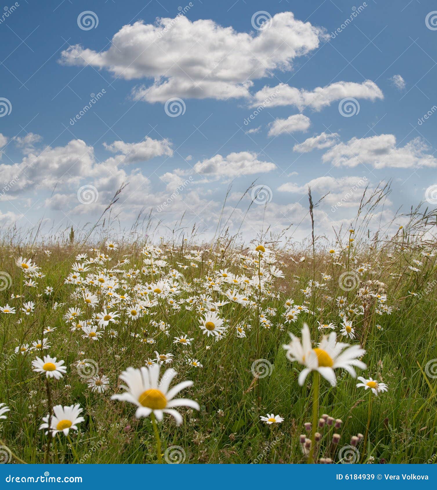 Daisy and clouds stock image. Image of natural, weather - 6184939