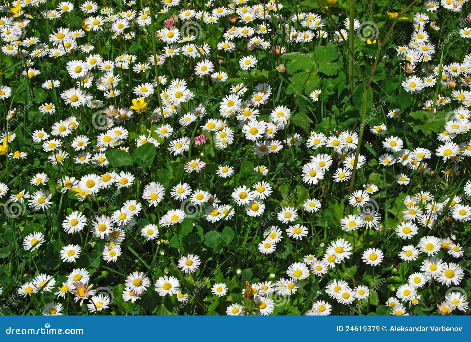 Daisy and clover field stock image. Image of daisies - 24619379