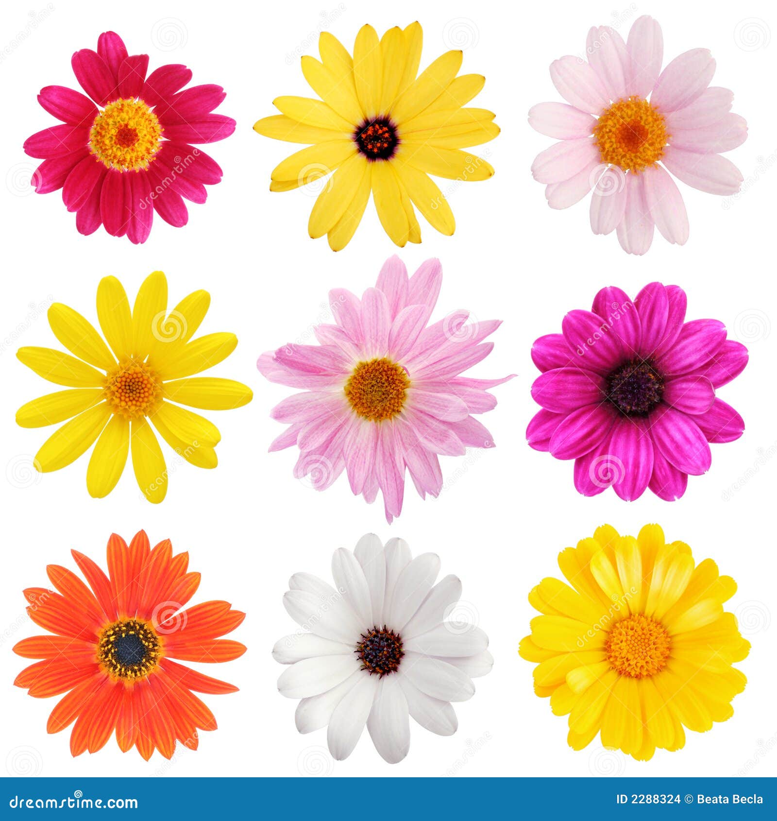 Daisy collection stock photo. Image of beautiful, color - 2288324