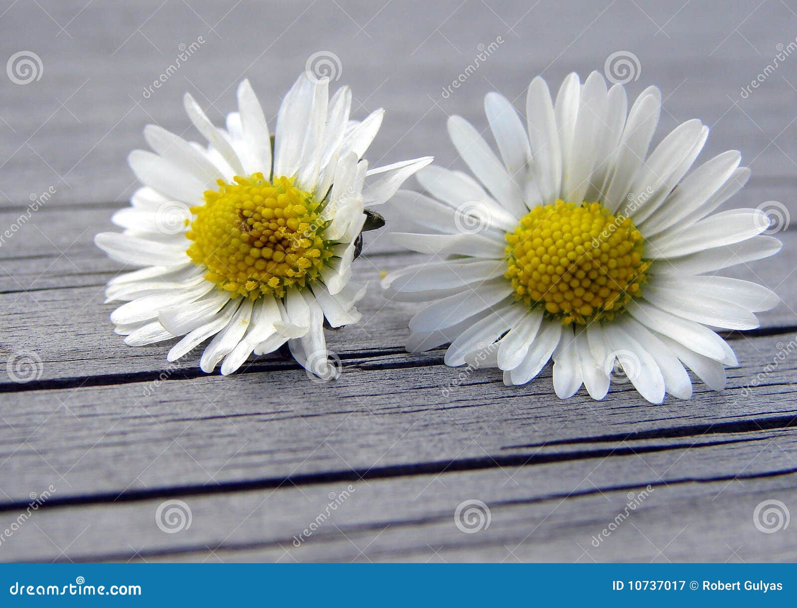 Daisy couple stock image. Image of wooden, daisy, yellow - 10737017