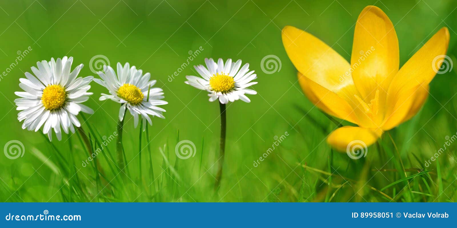 Daisy with Crocus Flower in Grass. Stock Image - Image of garden ...