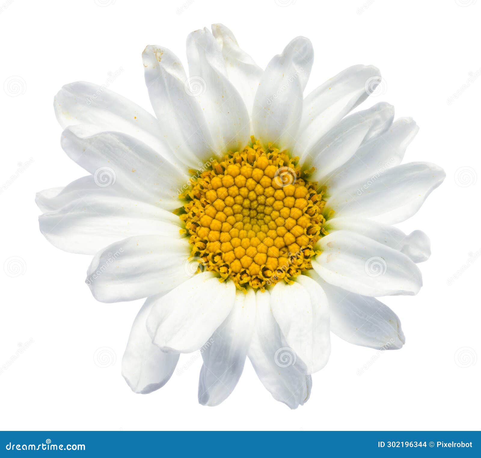 Daisy Cut Out stock photo. Image of white, springtime - 302196344