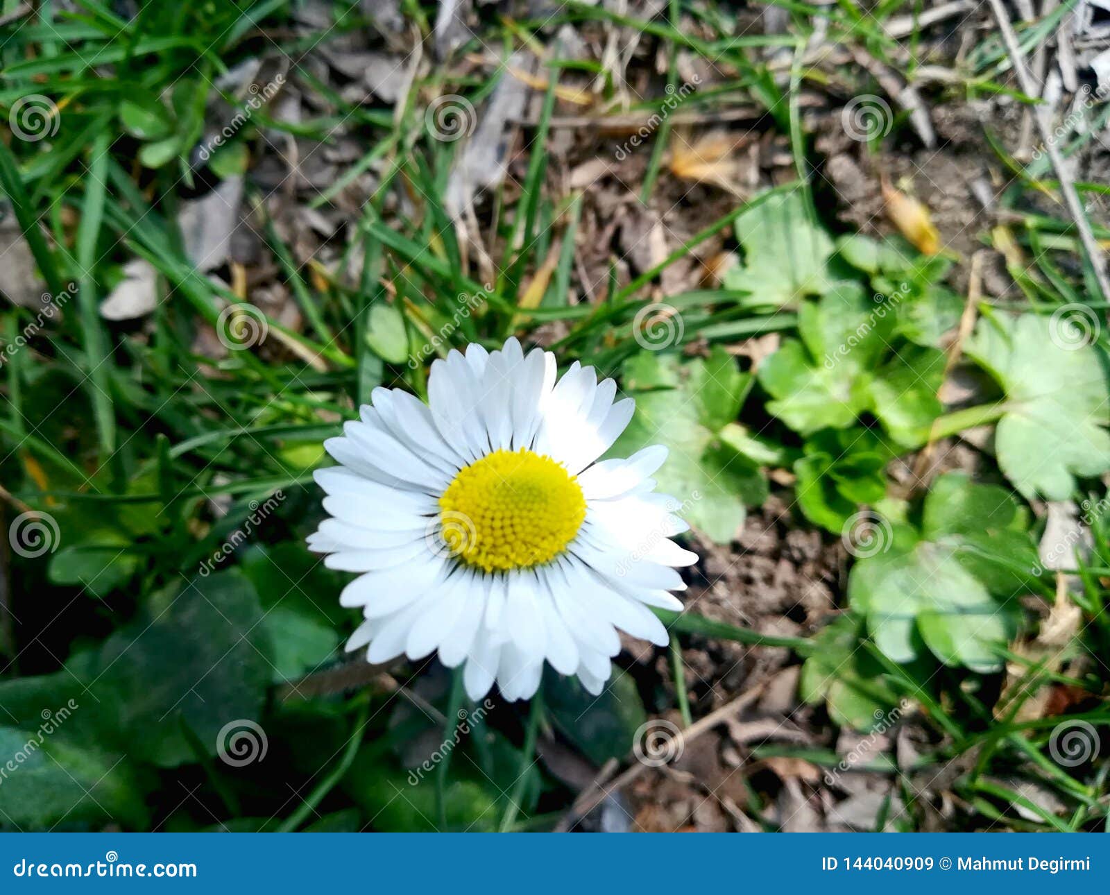 A single daisy in nature stock image. Image of floral - 144040909