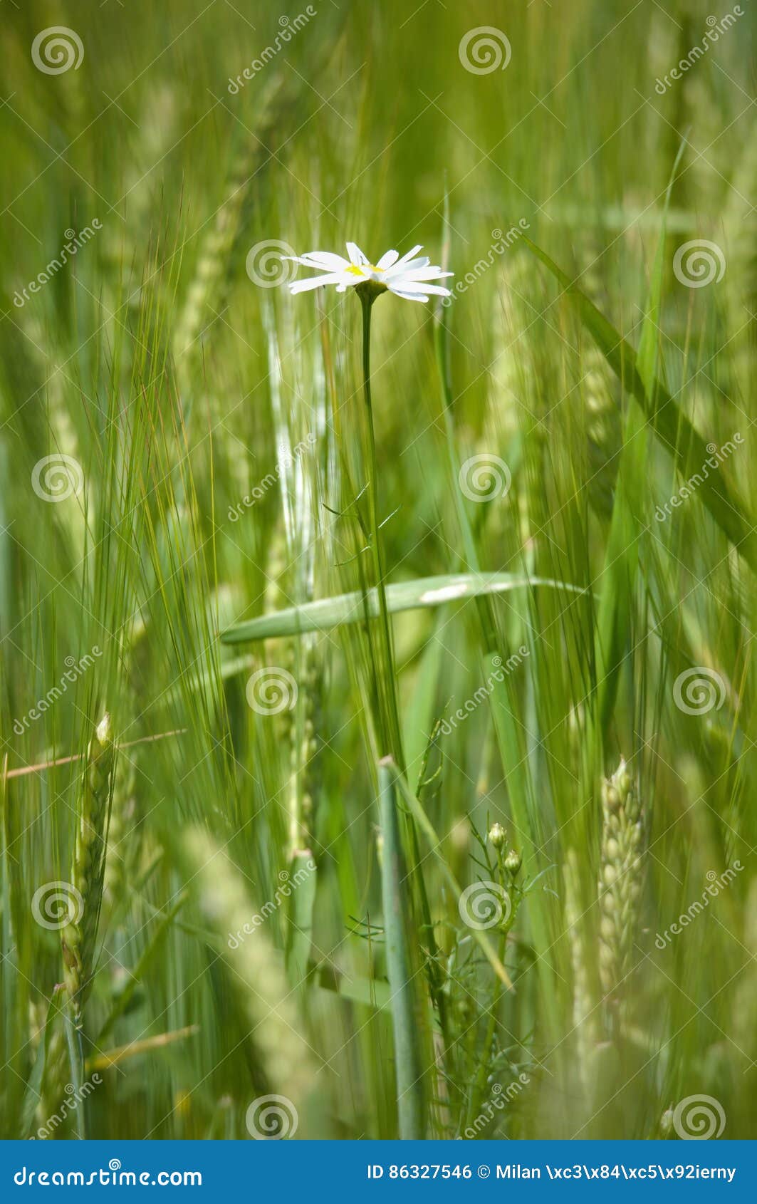 Daisy stock photo. Image of growing, summer, grain, flowers - 86327546