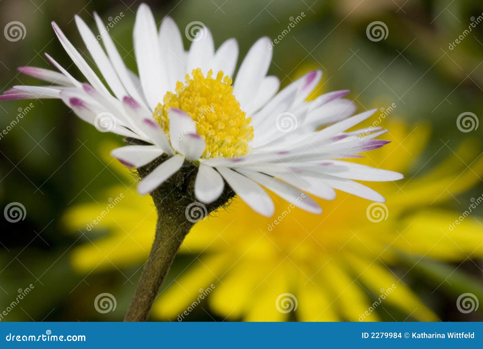 Daisy and dandelion stock photo. Image of background, side - 2279984