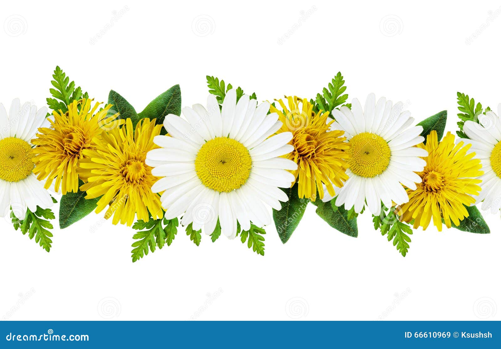 Daisy and Dandelion Flowers Stock Image - Image of bouquet, blowball ...