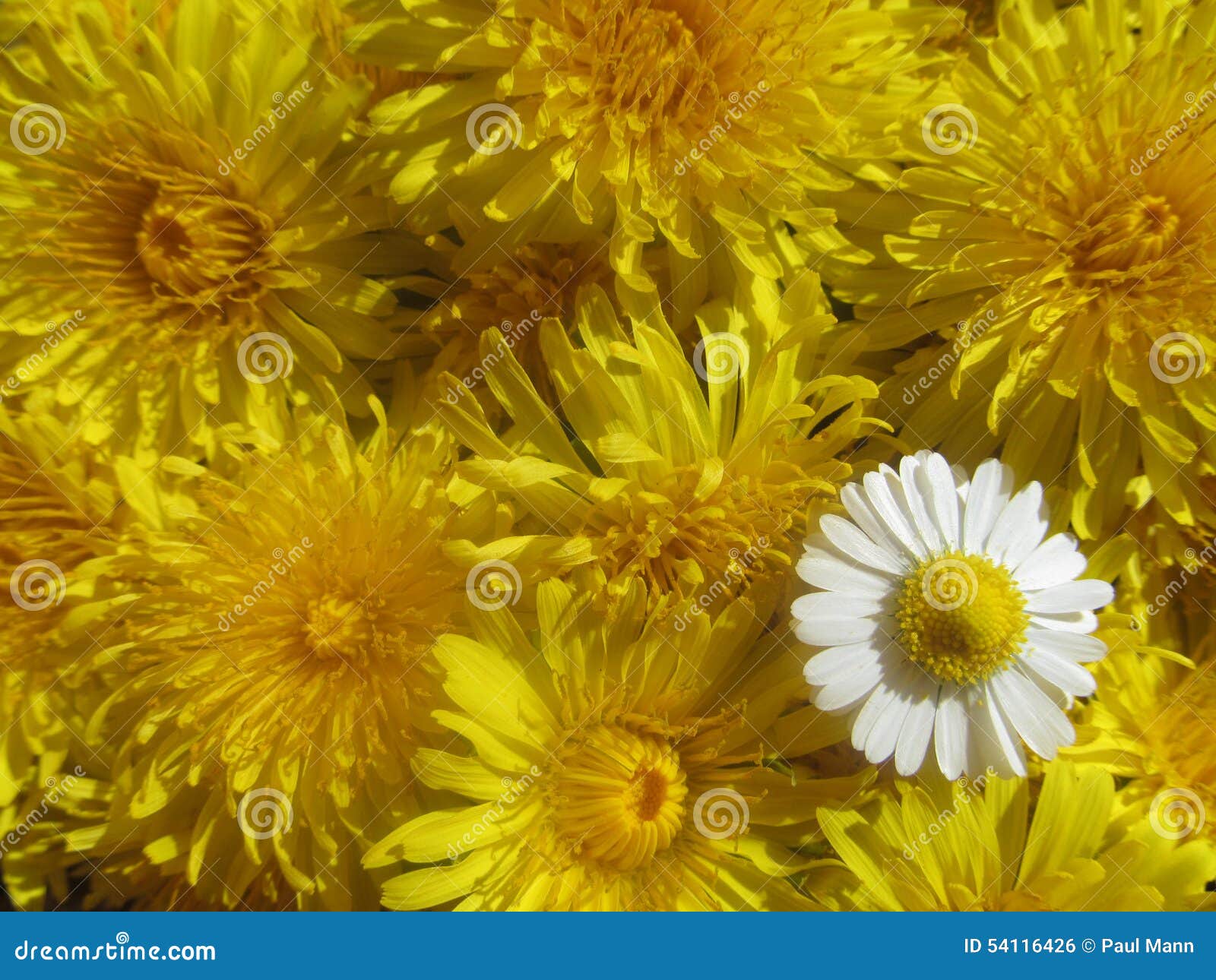 Daisy and Dandelions stock photo. Image of individualism - 54116426