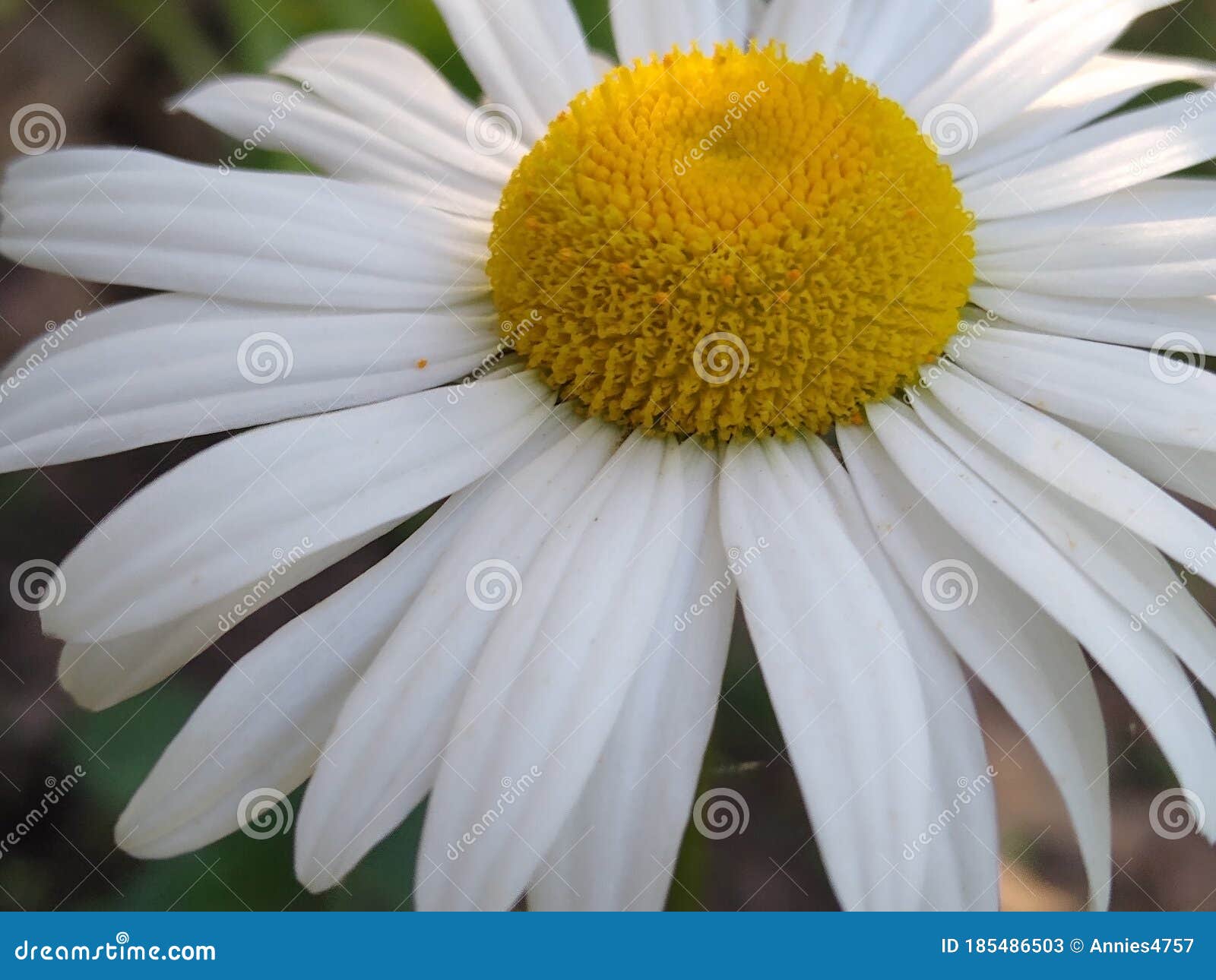 Daisy day in bloom today stock image. Image of wildflower - 185486503