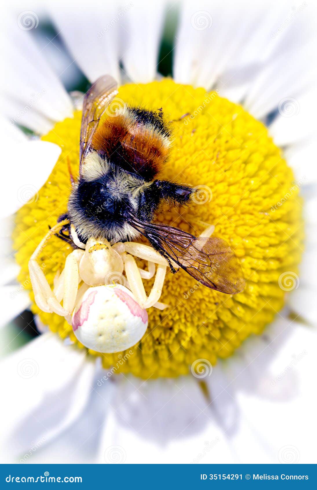 Daisy of Death stock image. Image of life, death, wing - 35154291