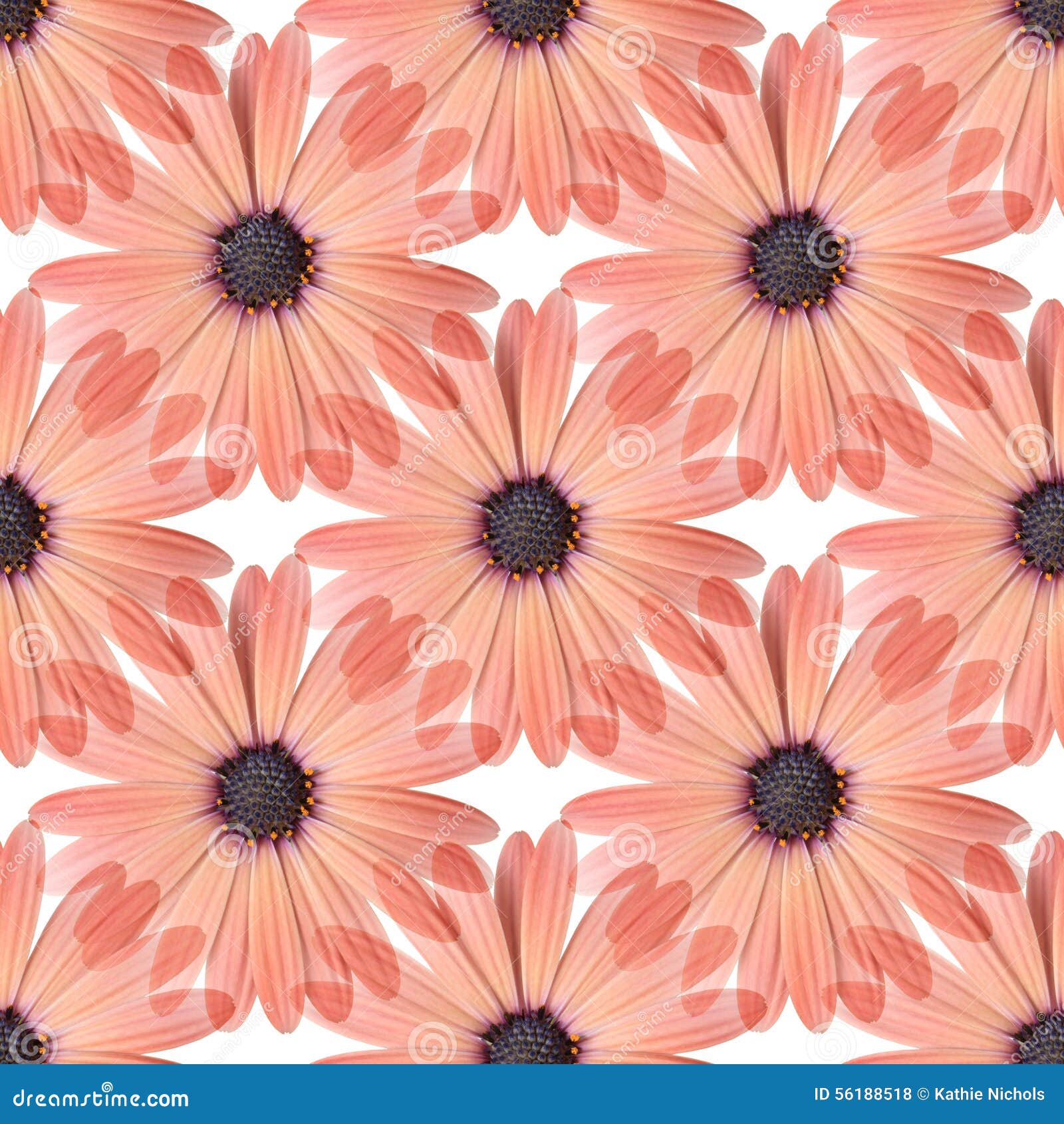 Daisy Design Rosada Inconsútil Stock de ilustración - Ilustración de ...