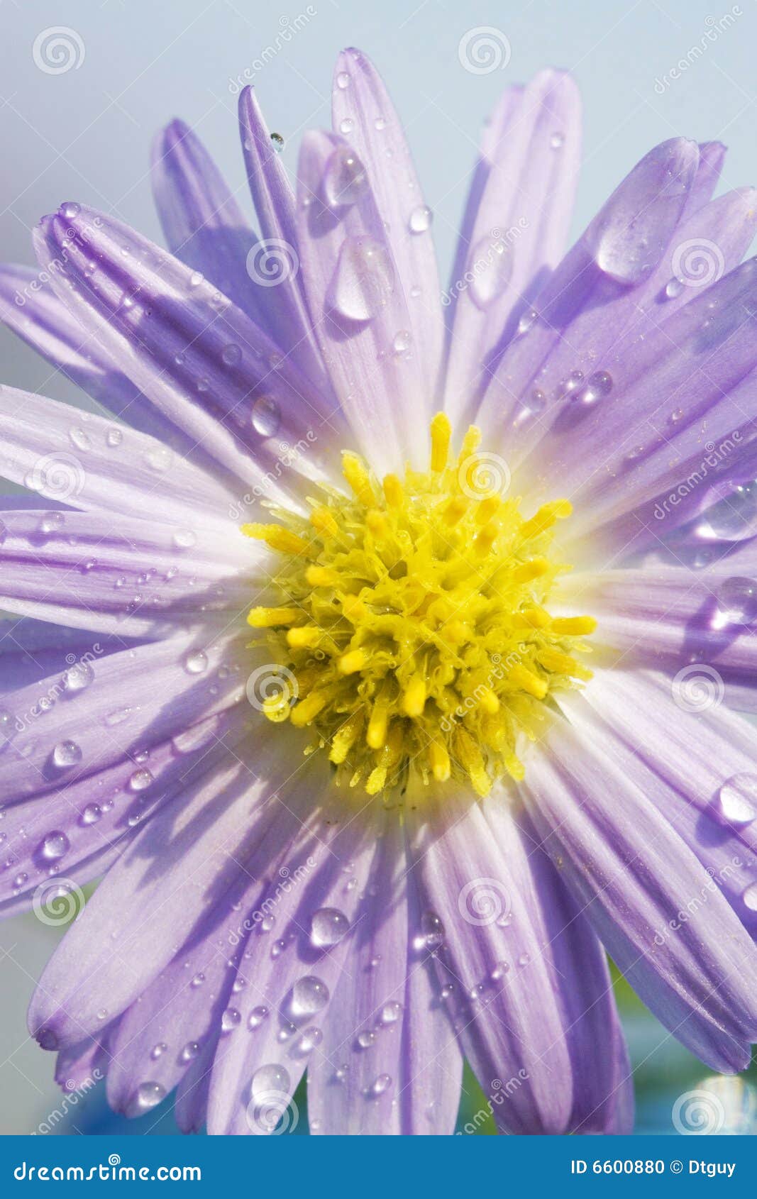 Daisy with dew stock photo. Image of purple, composite - 6600880